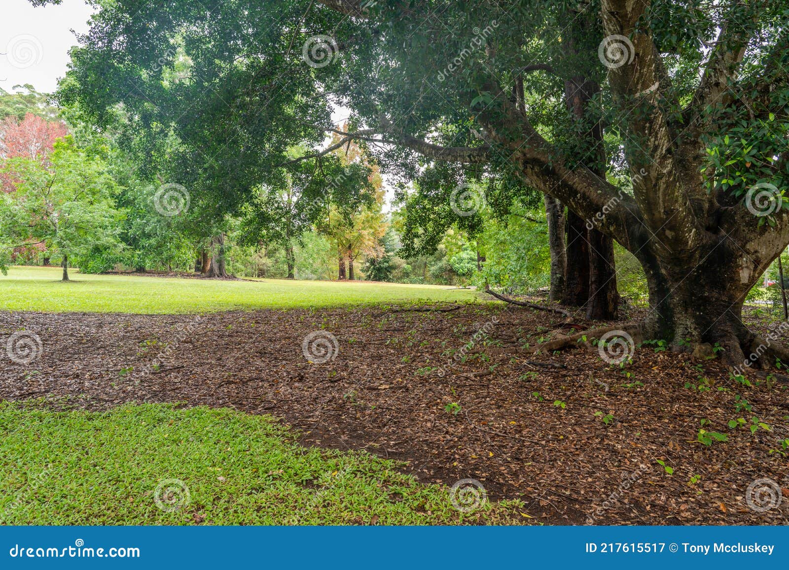 Wappa Dam parklands stock image. Image of garden, forest - 217615517