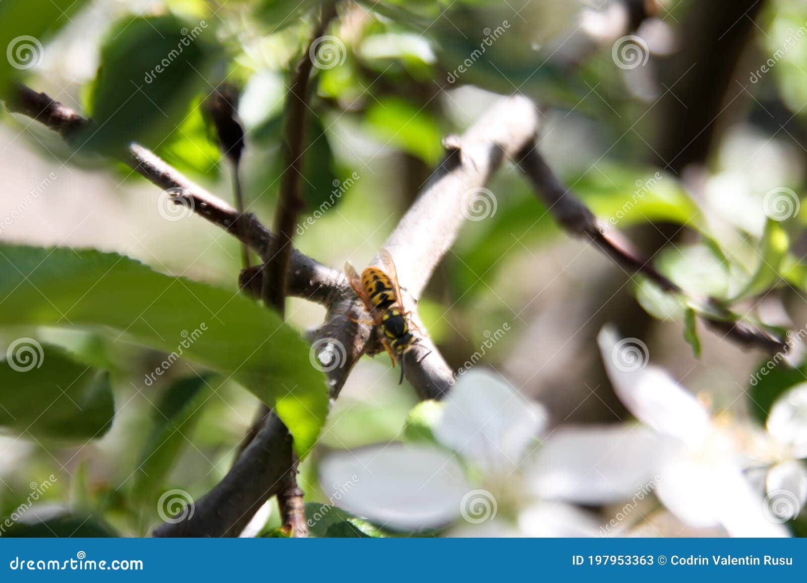 Wasp On The Tree. Wasp Staying On A Tree. Yellow Wasp In A Flower Stock ...