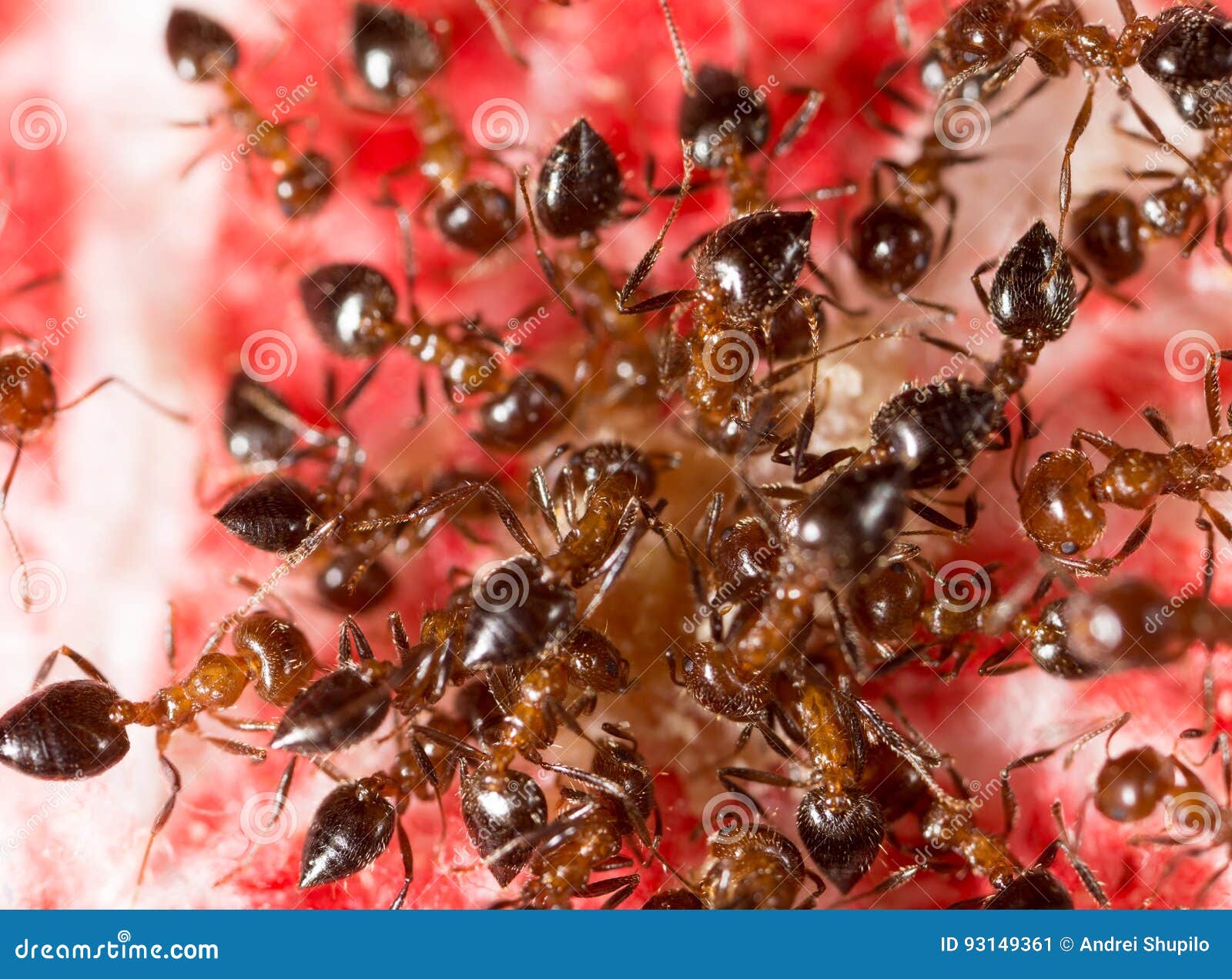 War of ants in nature stock image. Image of brown, black - 93149361