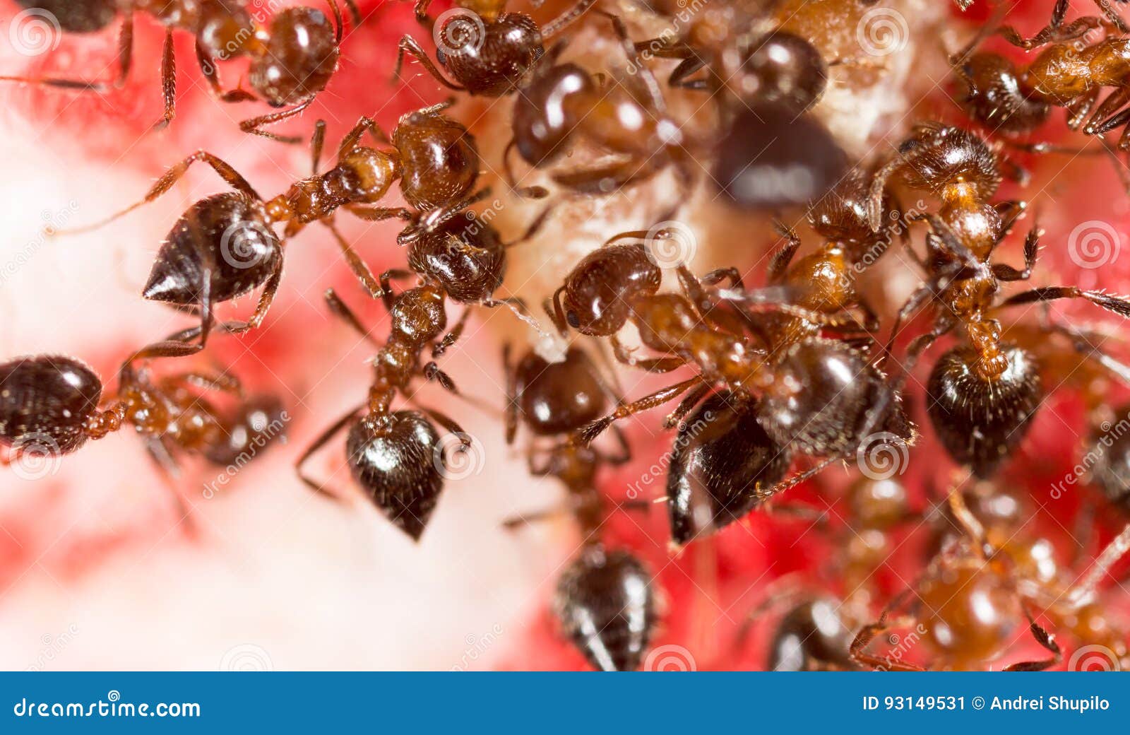 War of ants in nature stock image. Image of nest, ants - 93149531