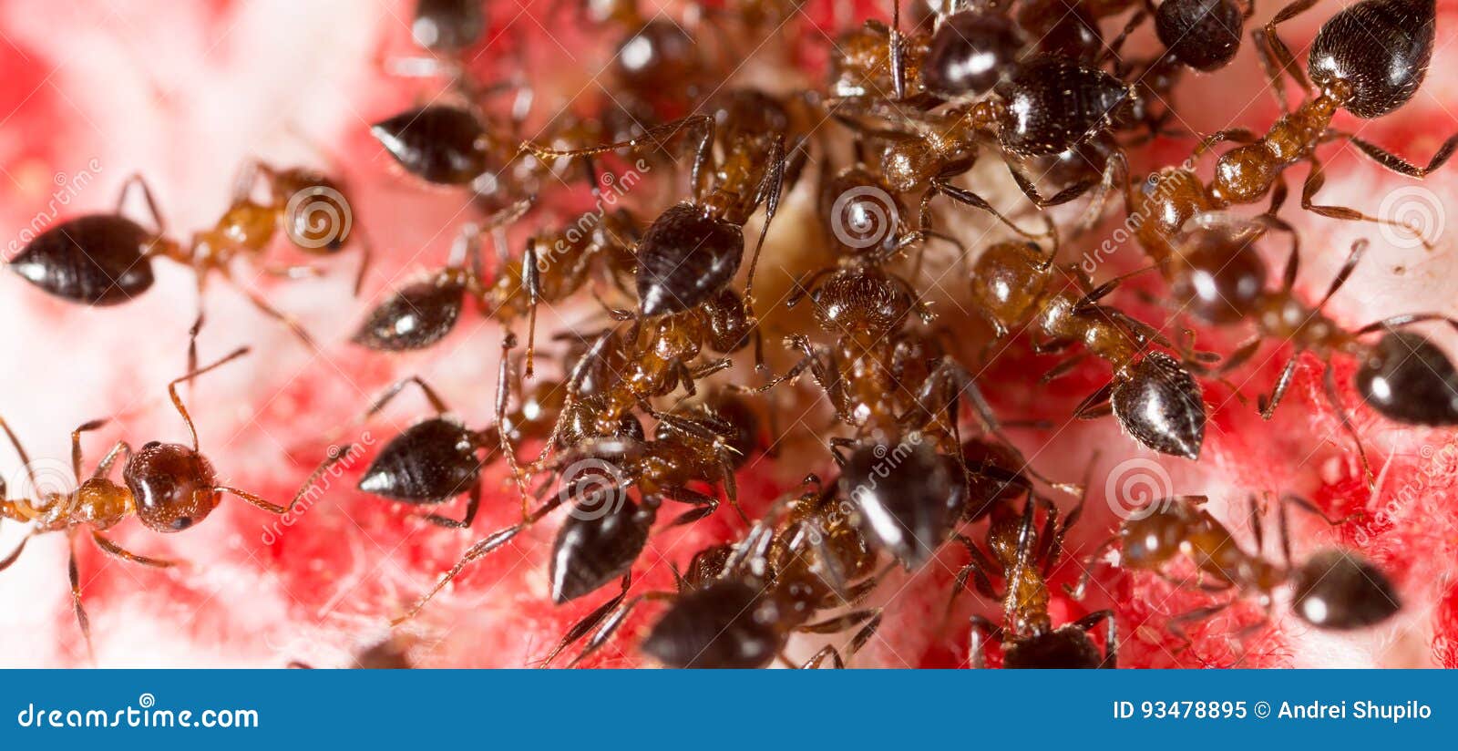 War of ants in nature stock image. Image of nest, detail - 93478895
