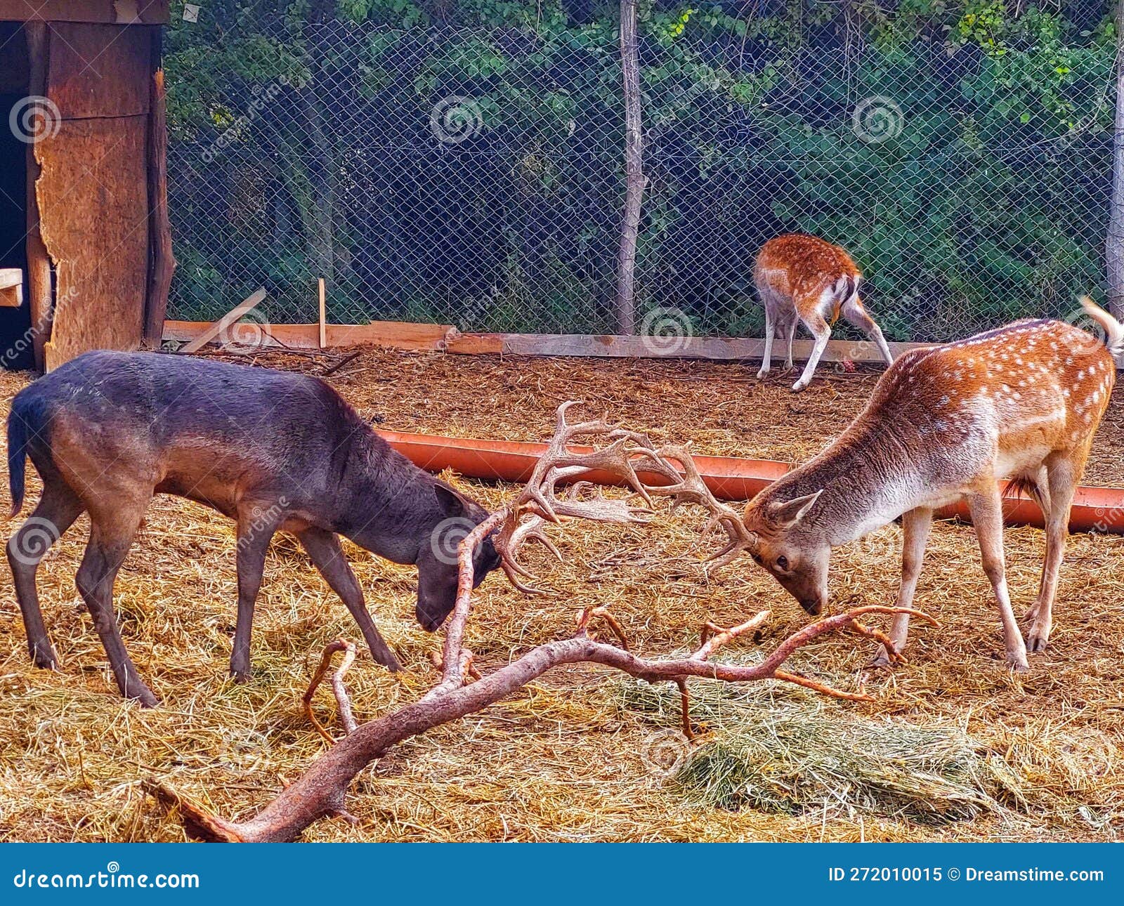 The war of deer stock image. Image of savanna, wilderness - 272010015