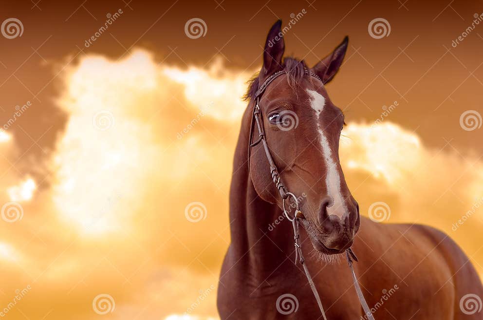 War Horse stock image. Image of glow, chestnut, bridle - 25794331