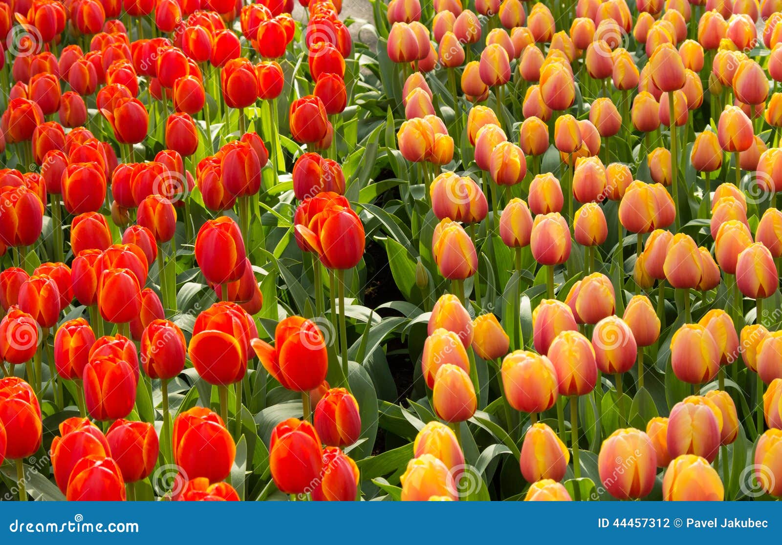 War of tulips stock photo. Image of detail, curve, tulip - 44457312