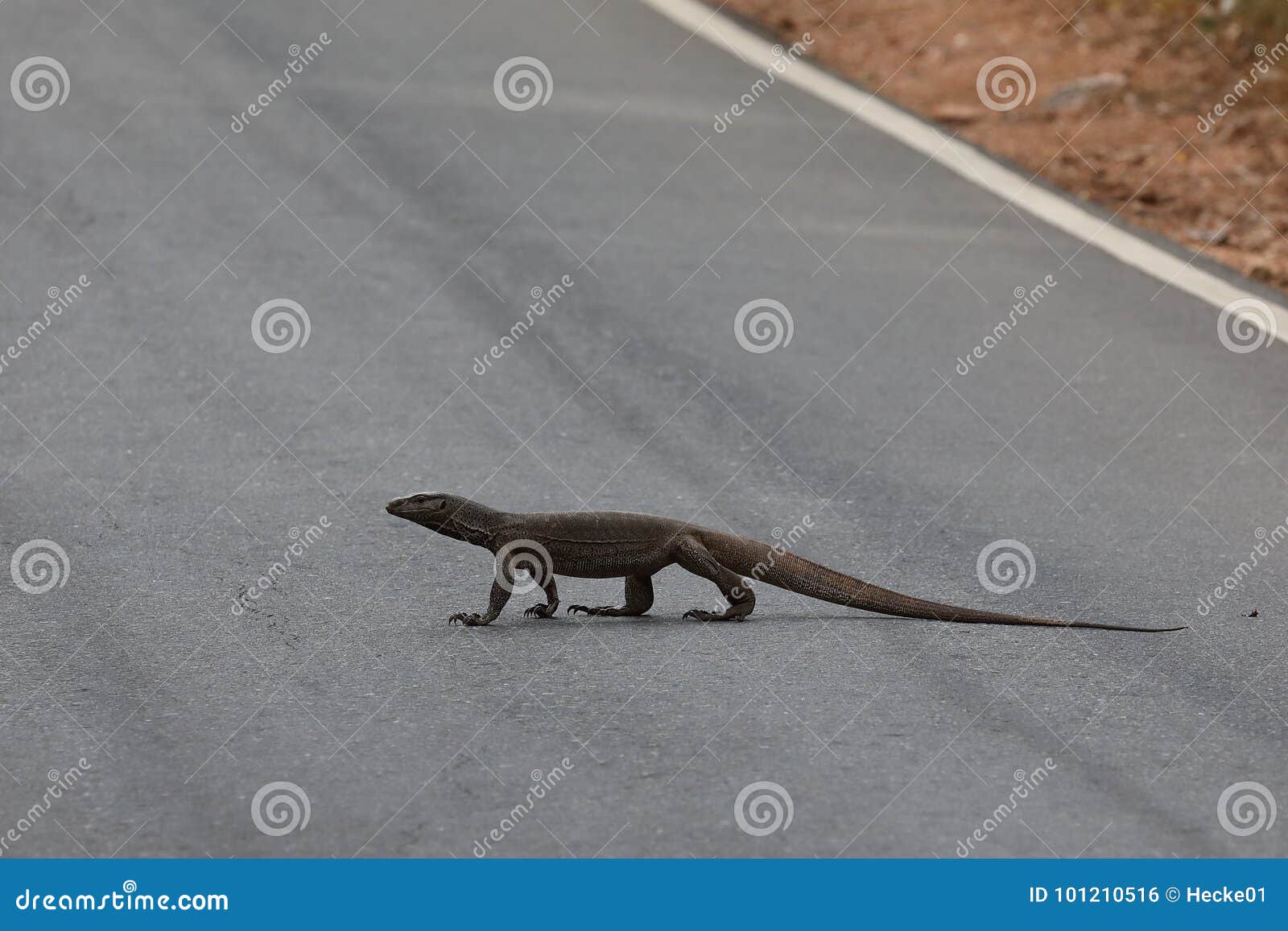 Waran De Terre Traversant Une Route Dans Sri Lanka Photo stock - Image ...