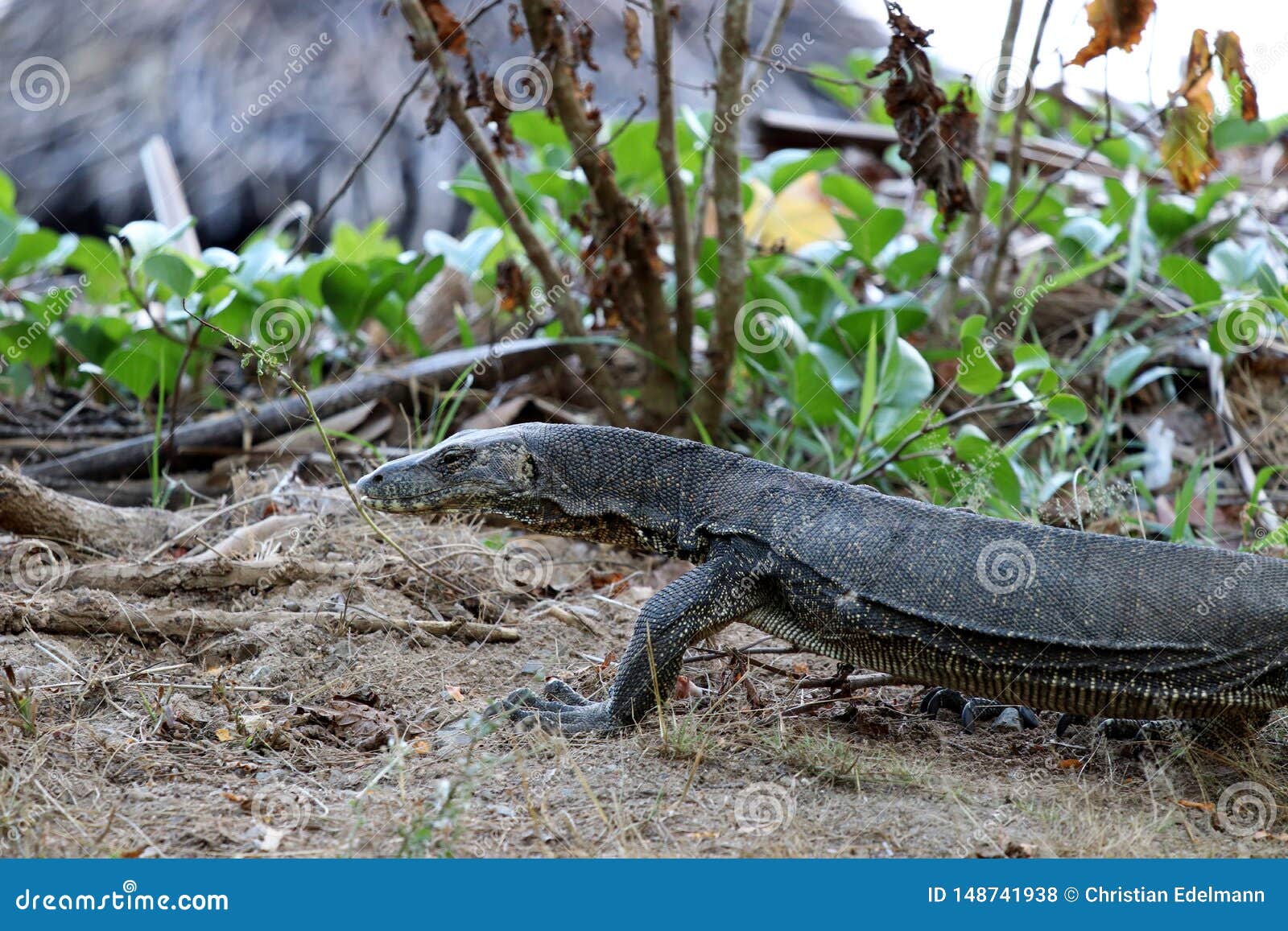 Waran-Varanus - Borneo Malaysia Asien Stockfoto - Bild von nave, nett ...