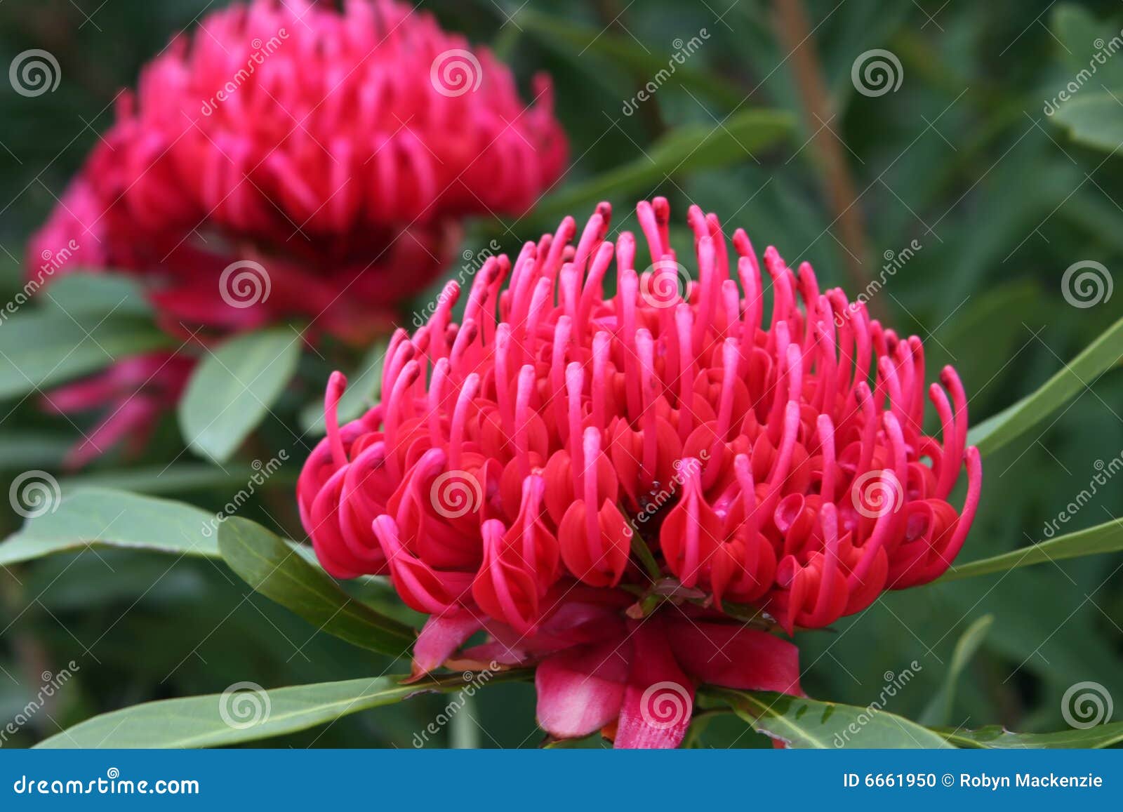 Waratah stock photo. Image of natural, protea, pink, nature - 6661950