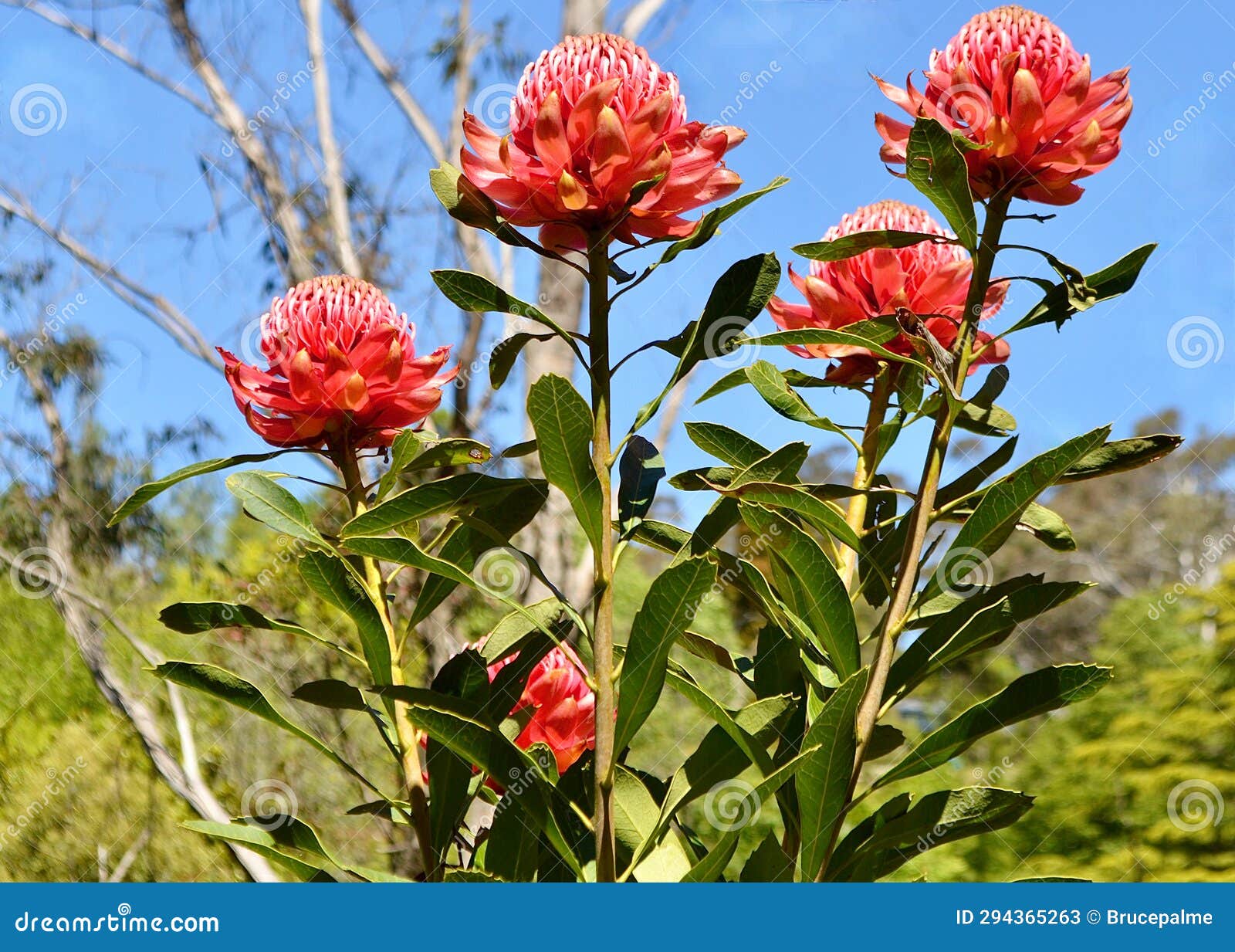Waratah Flowers in an Australian Bushland Setting Stock Image - Image ...