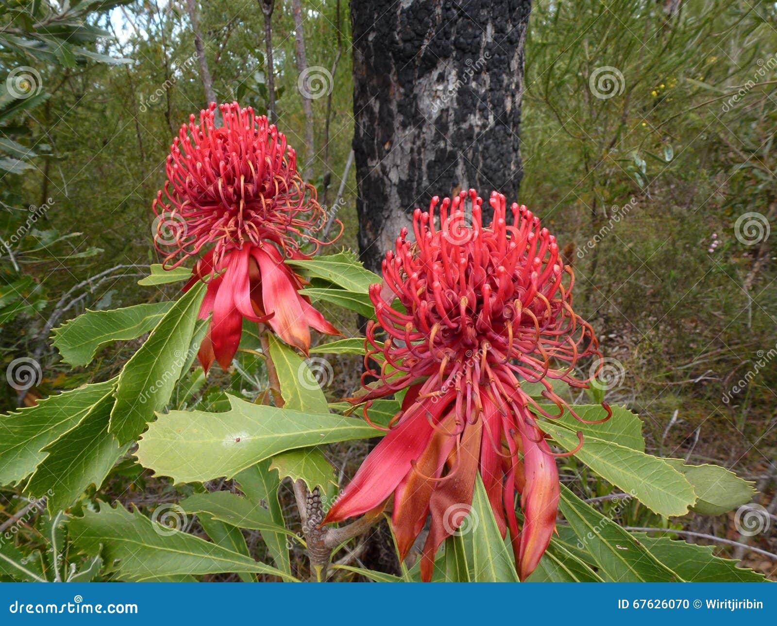 Waratah Flowers stock photo. Image of spring, native - 67626070