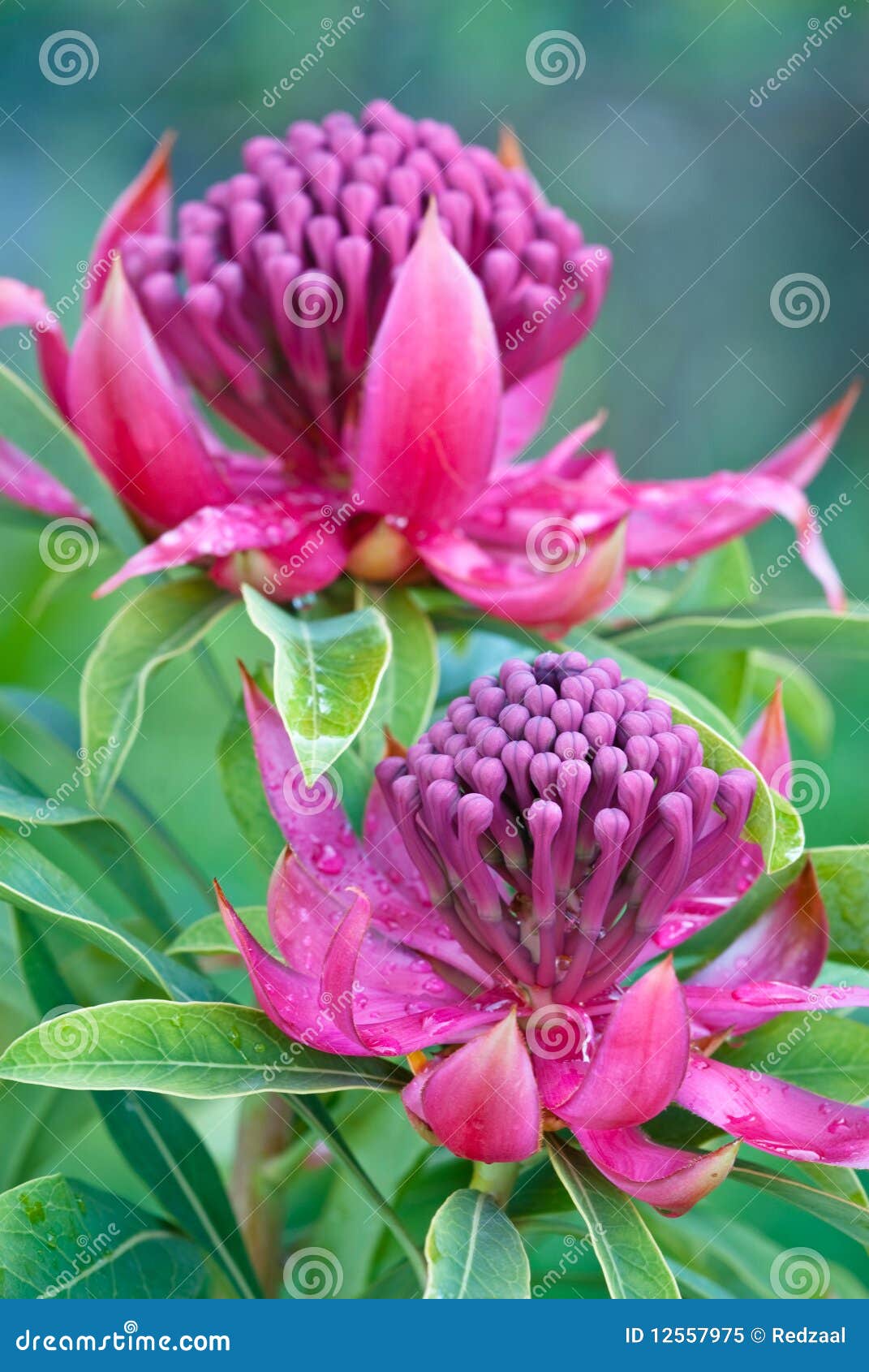 Waratah (Telopea Shady Lady ) Two Blooms Stock Image - Image of garden ...