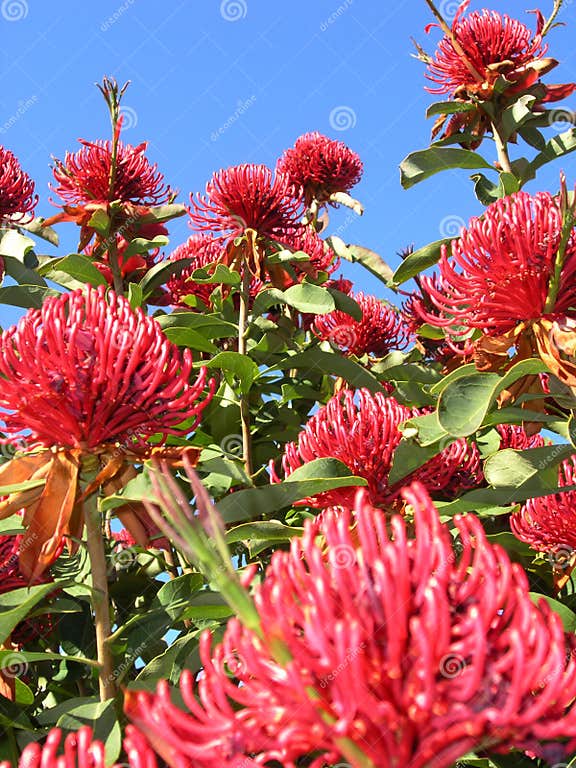 Waratah Tree stock image. Image of south, emblem, vegetation - 36839
