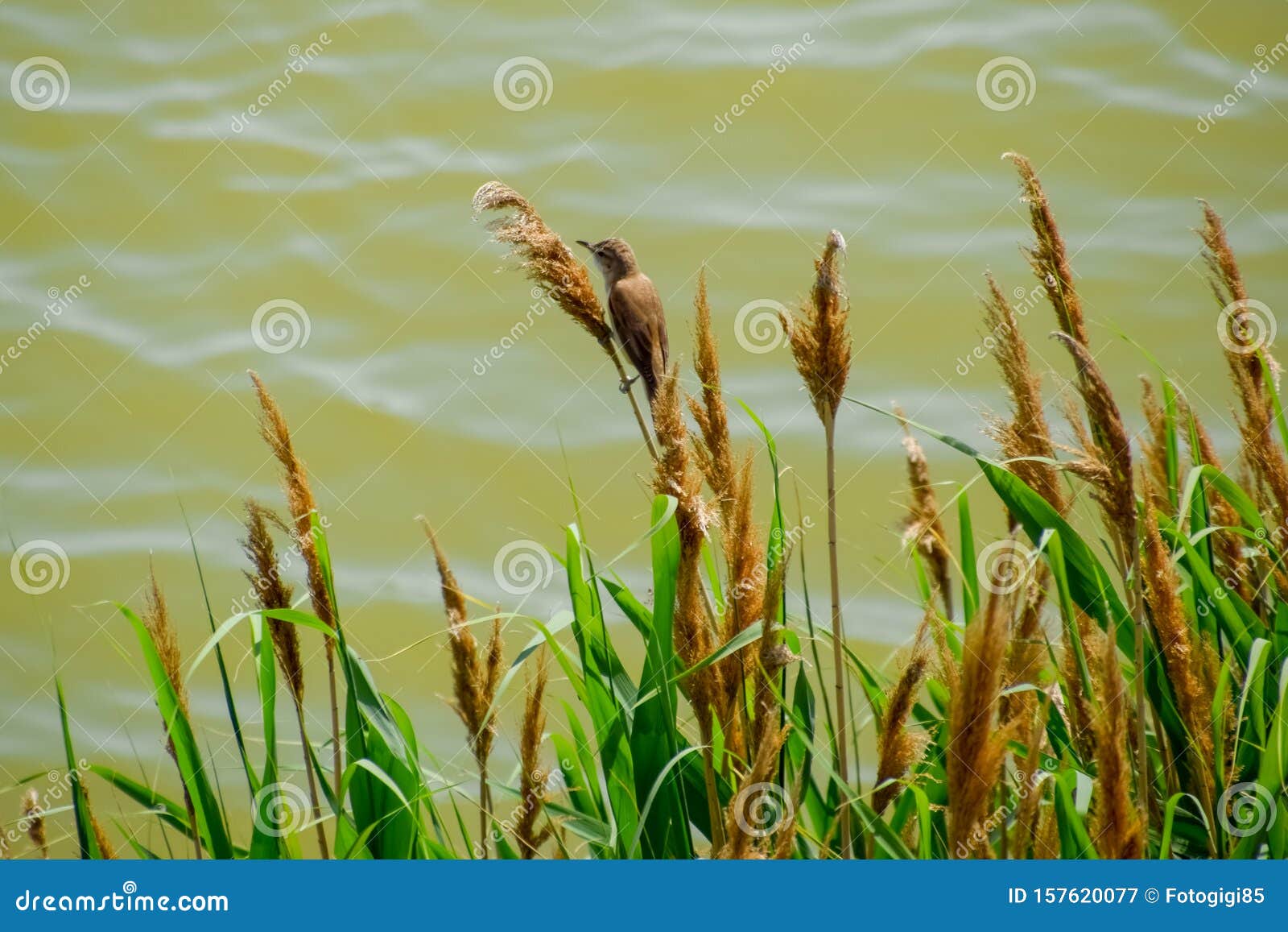 Acrocephalus Sits on Reed Stalks by the Lake Stock Image - Image of ...