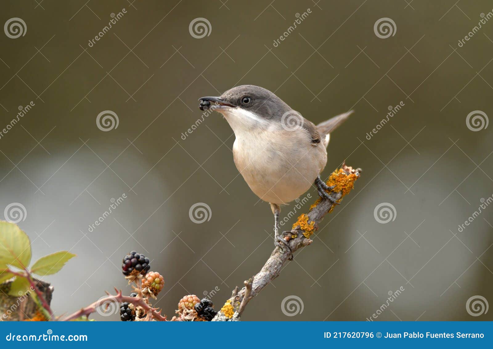 Warbler Perches on a Twig while Eating Blackberries in the Field Stock ...