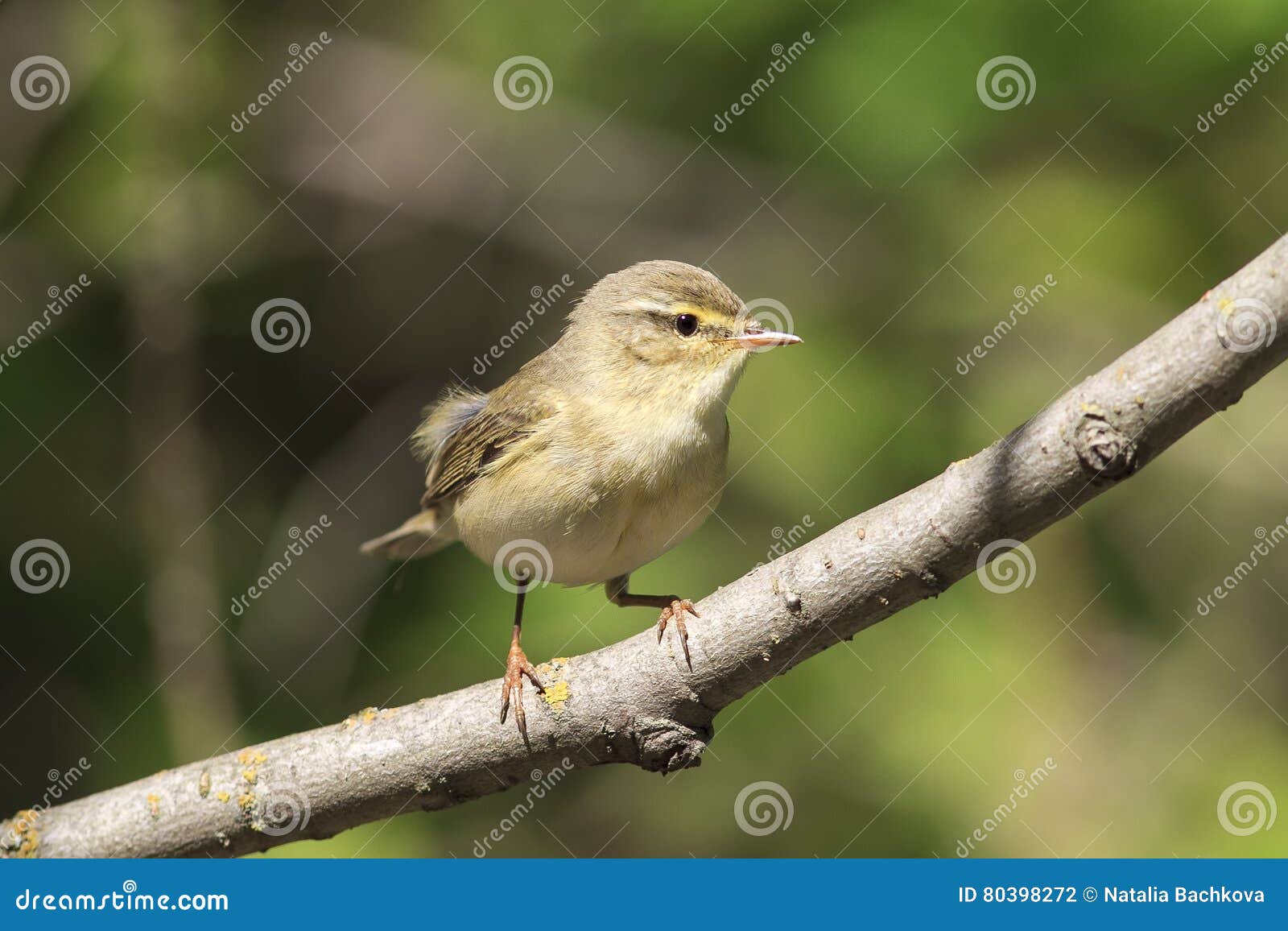 Warbler Singing among the Young Green Foliage in Early Spring Stock ...