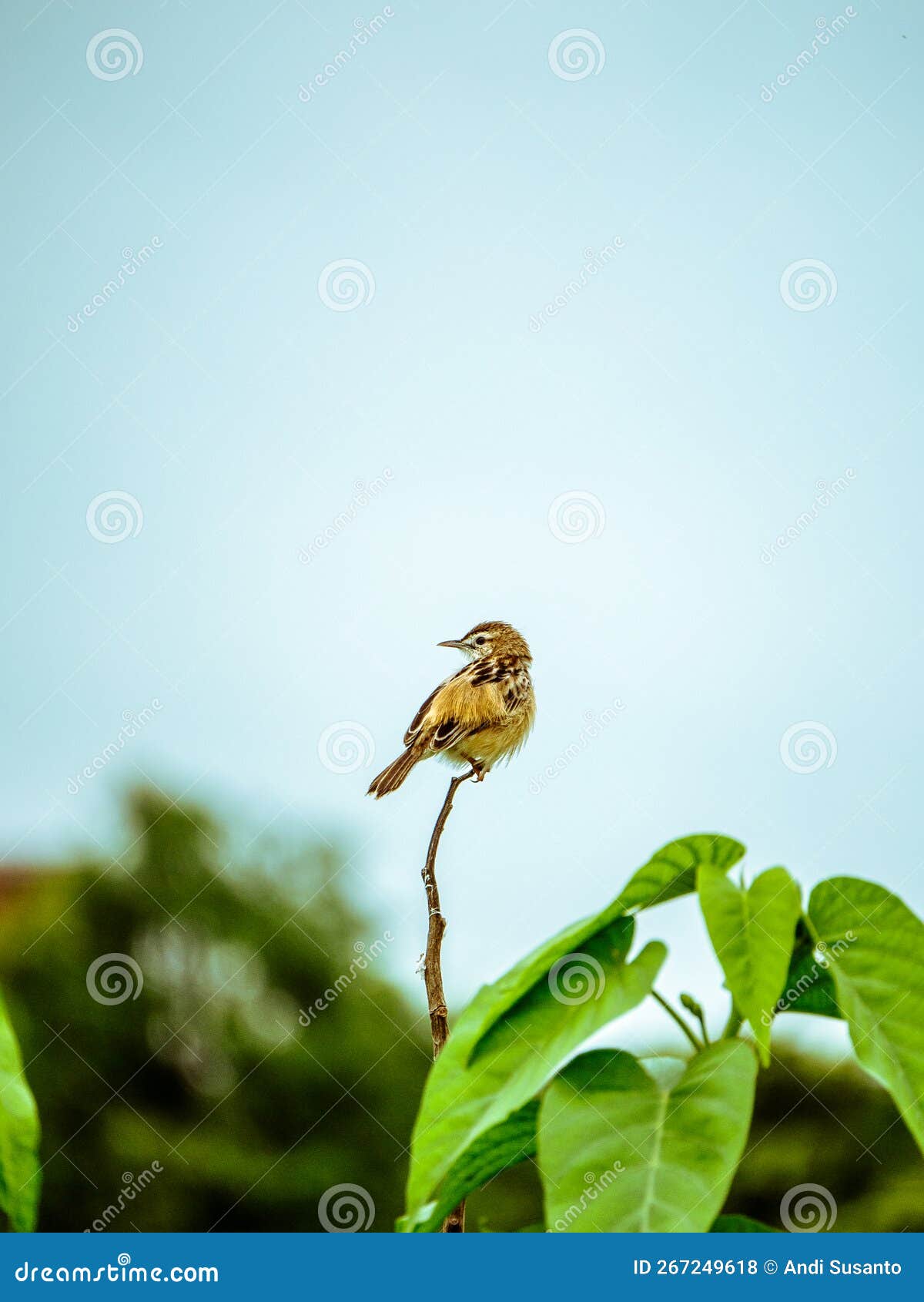 Warbler Standing on an Upright Branch Stock Photo - Image of leaf, bird ...
