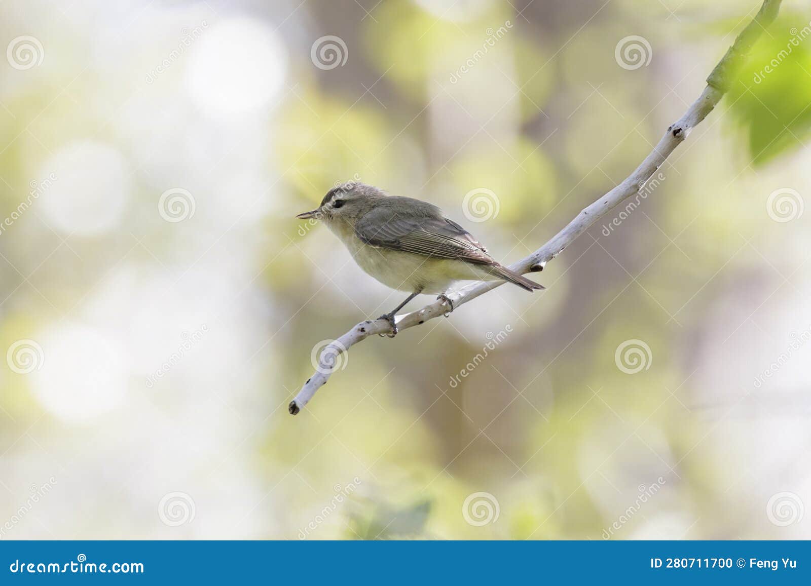 Warbling Vireo bird stock photo. Image of north, british - 280711700
