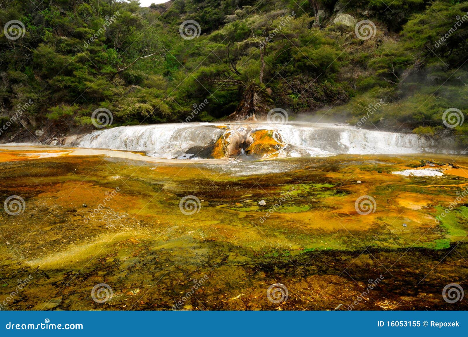 Warbrick Terrace, Waimangu Volcanic Valley Stock Image - Image of ...