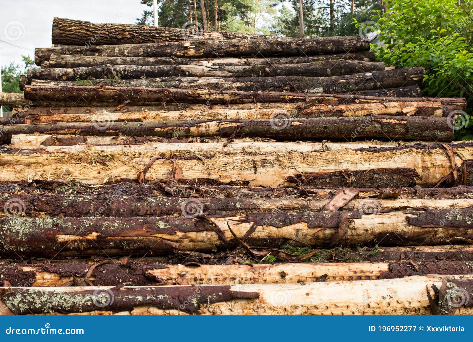 Warehouse of Felled Trees at the Sawmill. Stacked Logs Prepared for ...