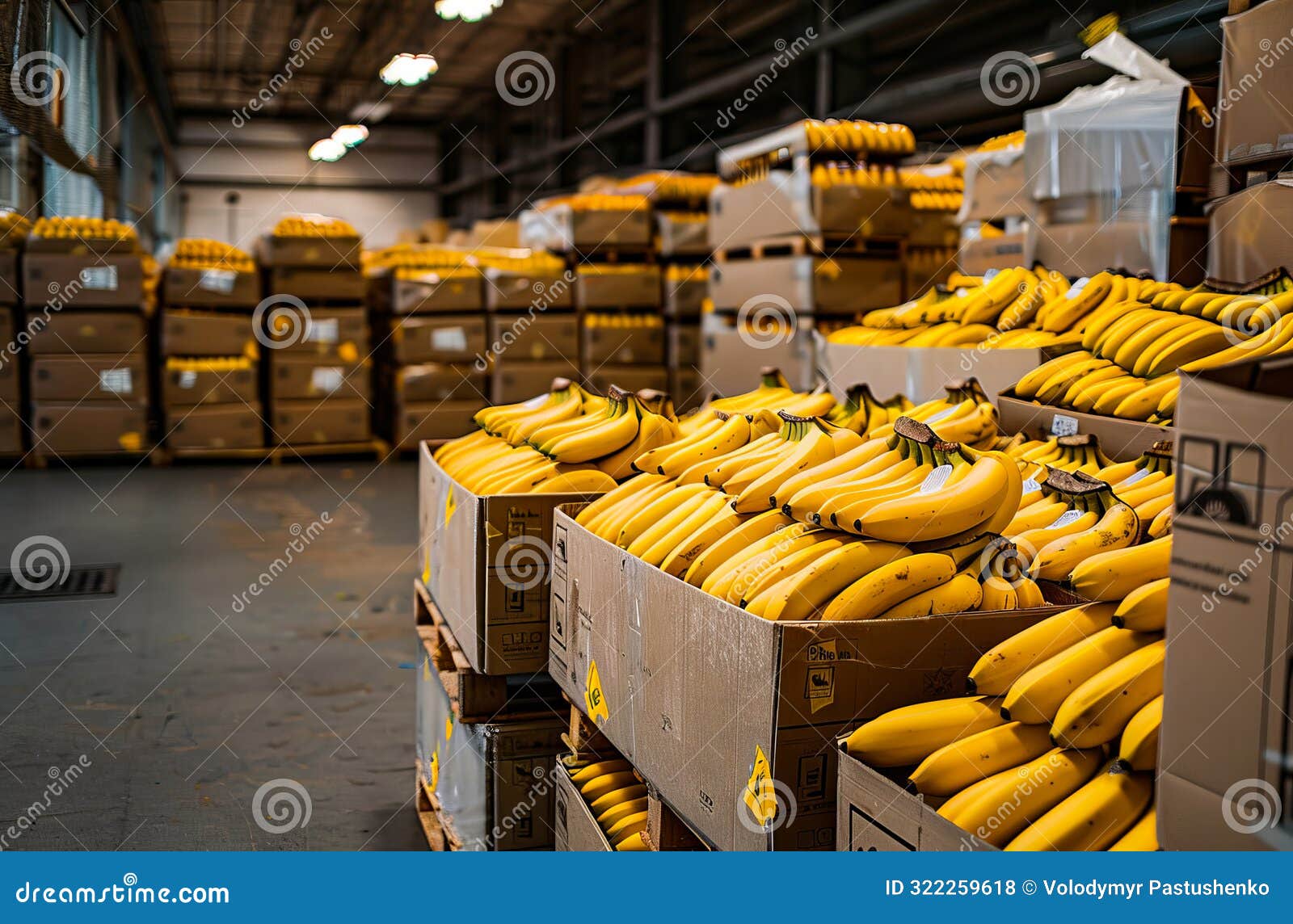 A Warehouse Filled with Boxes of Bananas Stock Photo - Image of boxes, crate: 322259618