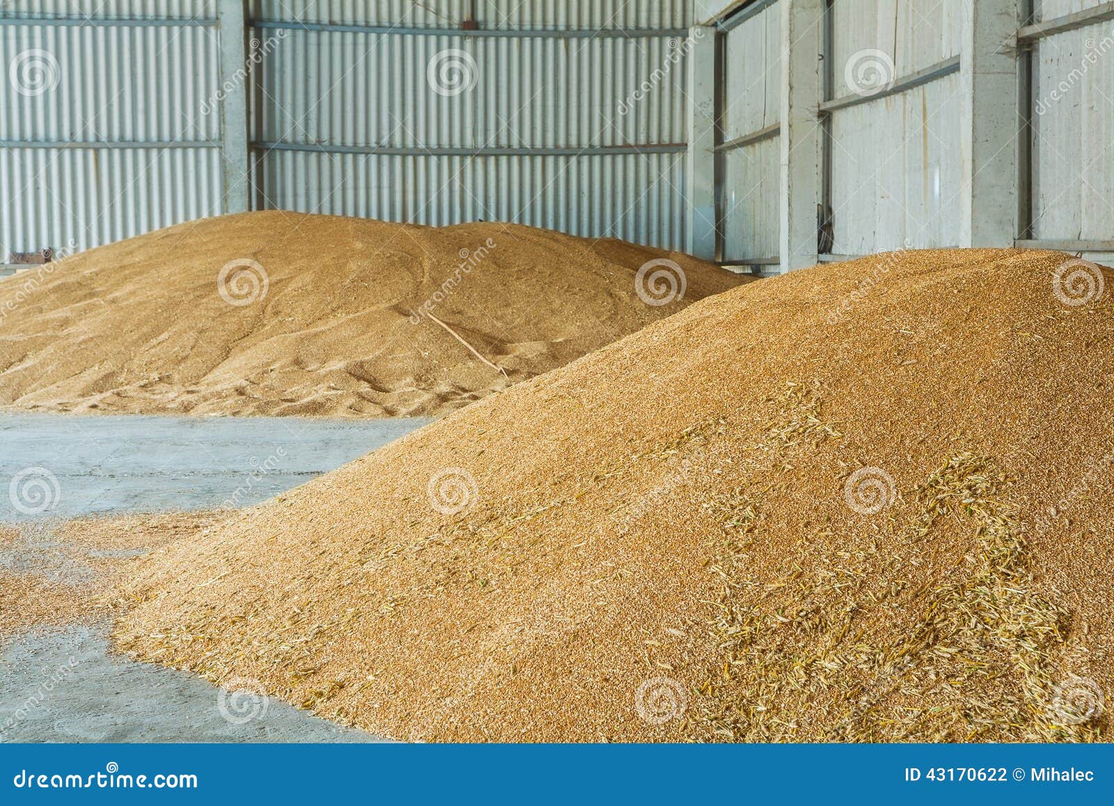 Warehouse Pile of Wheat Corns Stock Photo - Image of abundance, pile ...