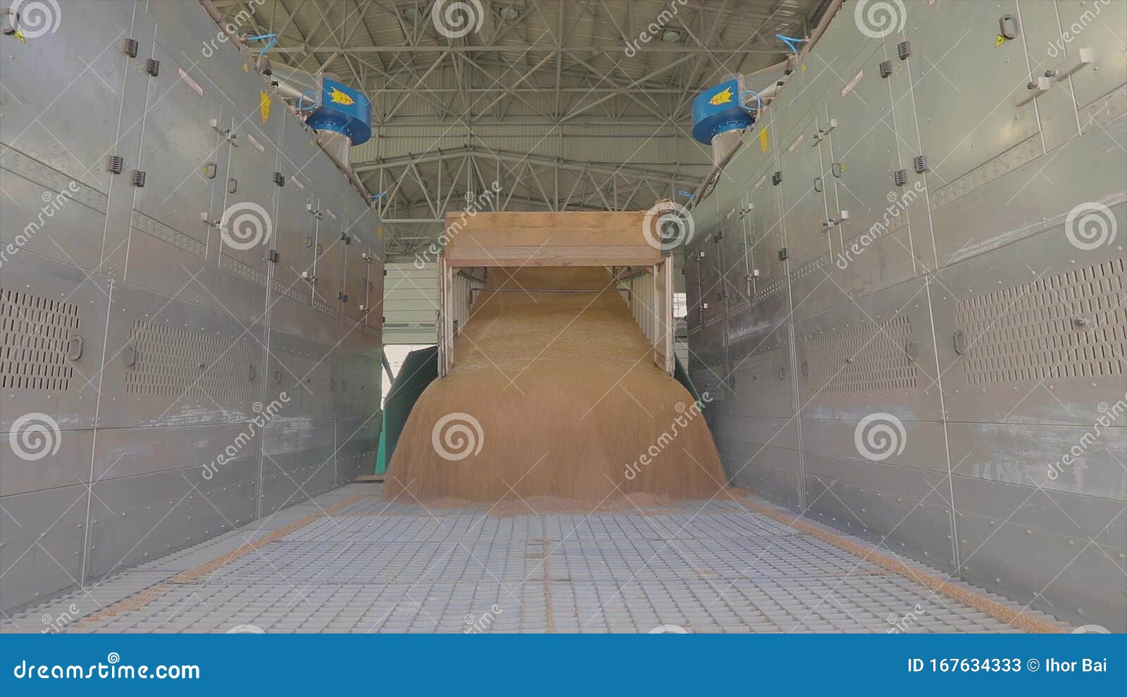 Unloading Wheat from a Truck To a Silo, Loading Wheat into an Elevator ...