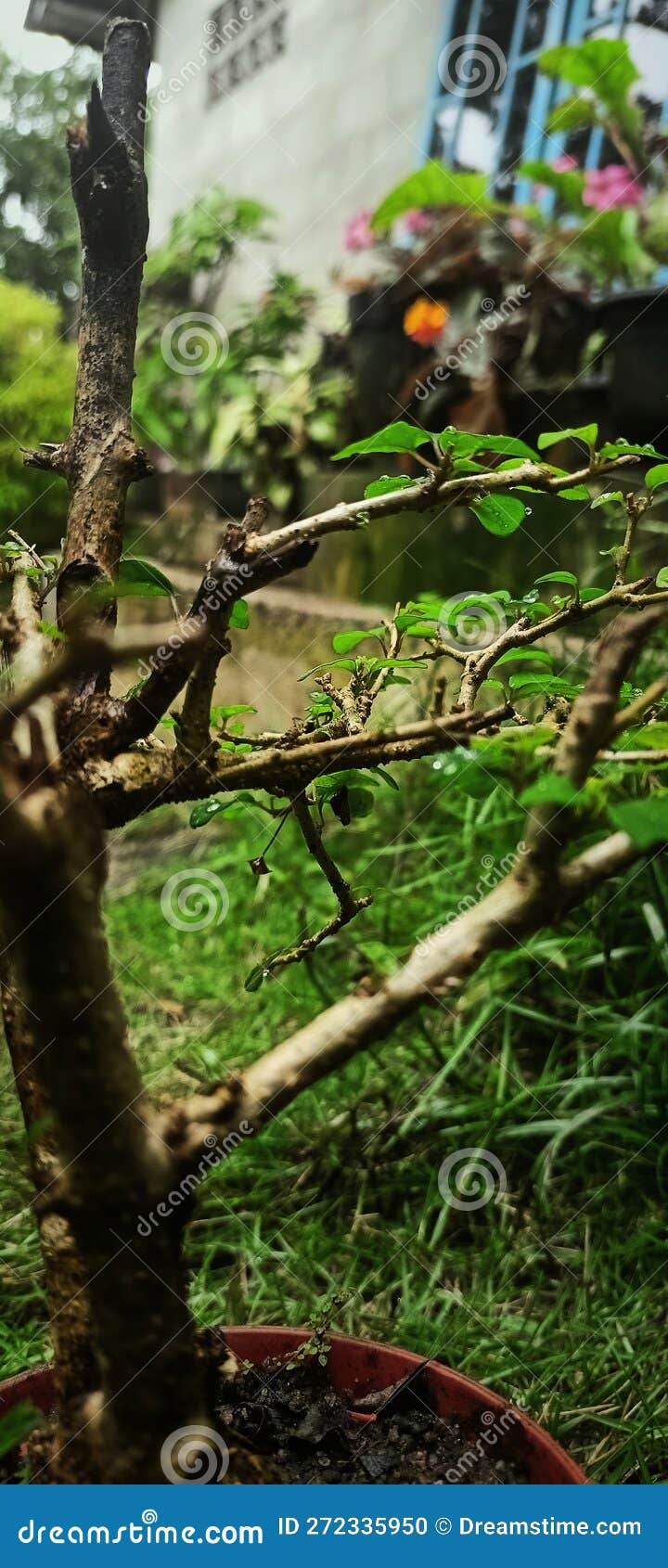 Wareng Plants are Made into Bonsai and Planted in Vases or Pots Stock ...