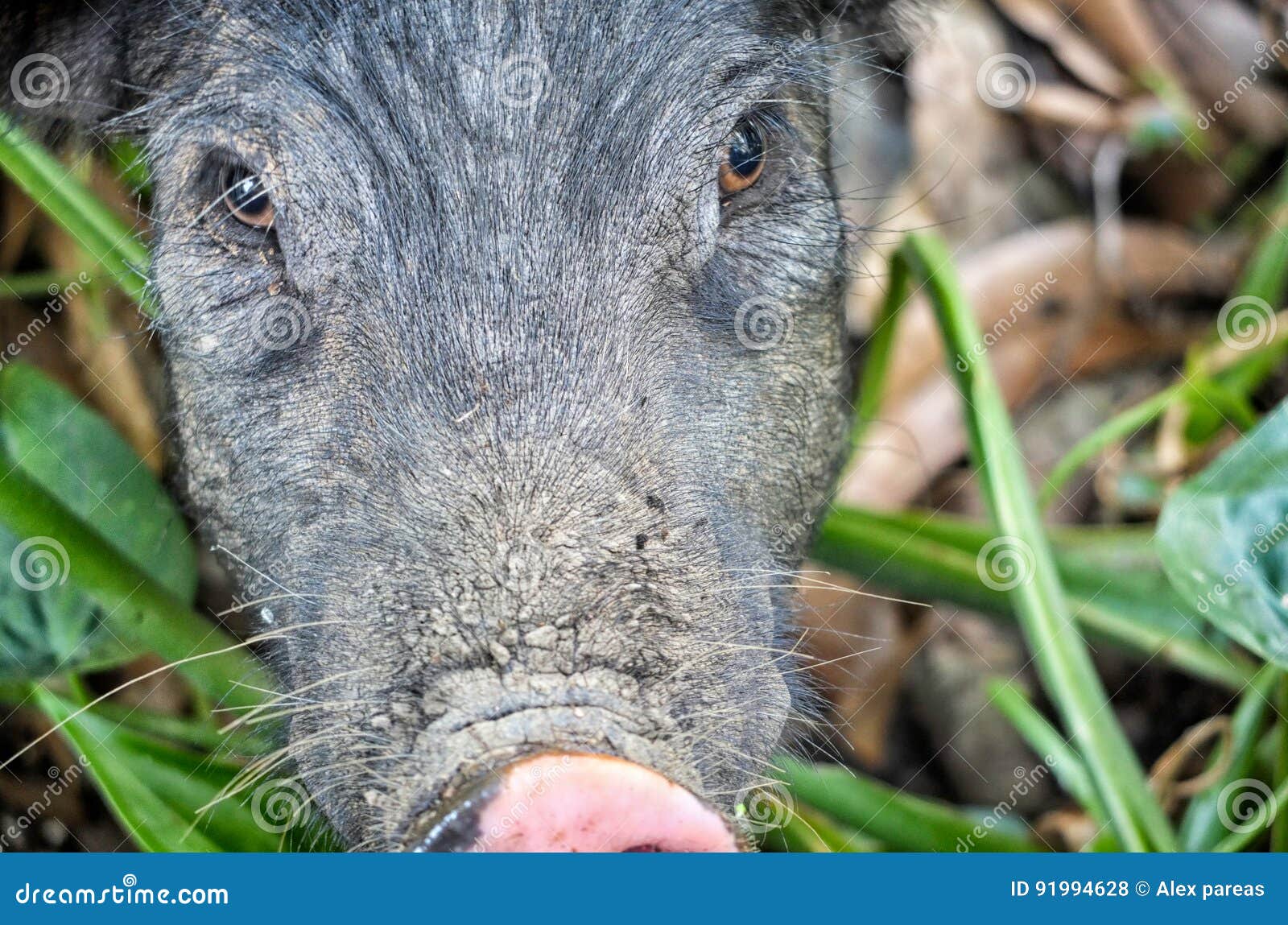 Warhog surprise stock photo. Image of stubborn, hairy - 91994628