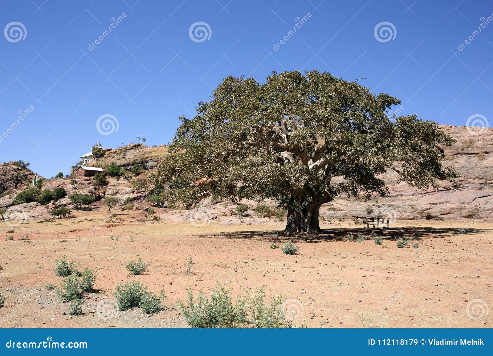 Warka tree or Ficus Vasta stock image. Image of tree - 112118179