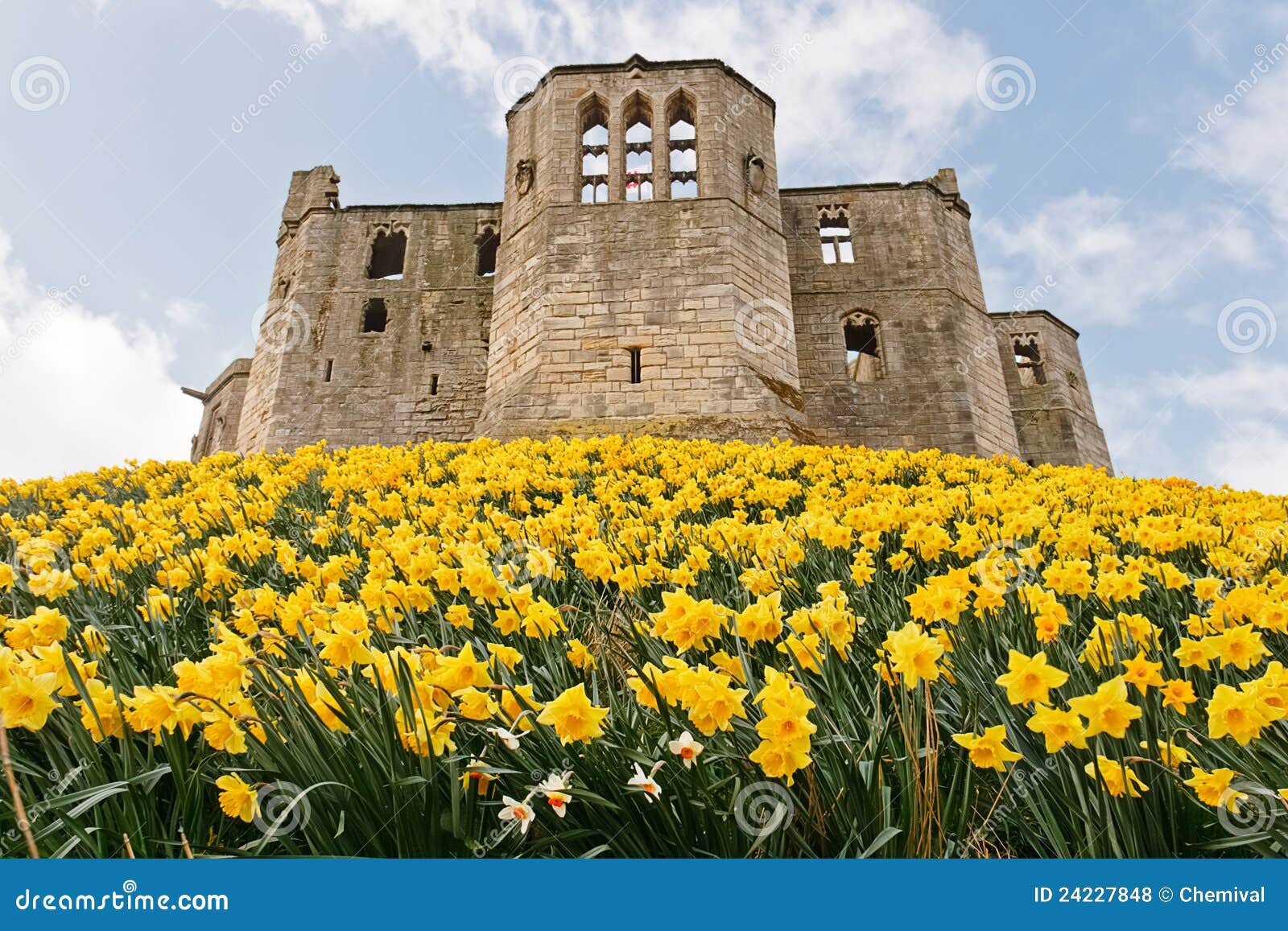 Warkworth Castle stock photo. Image of castle, daffodils - 24227848