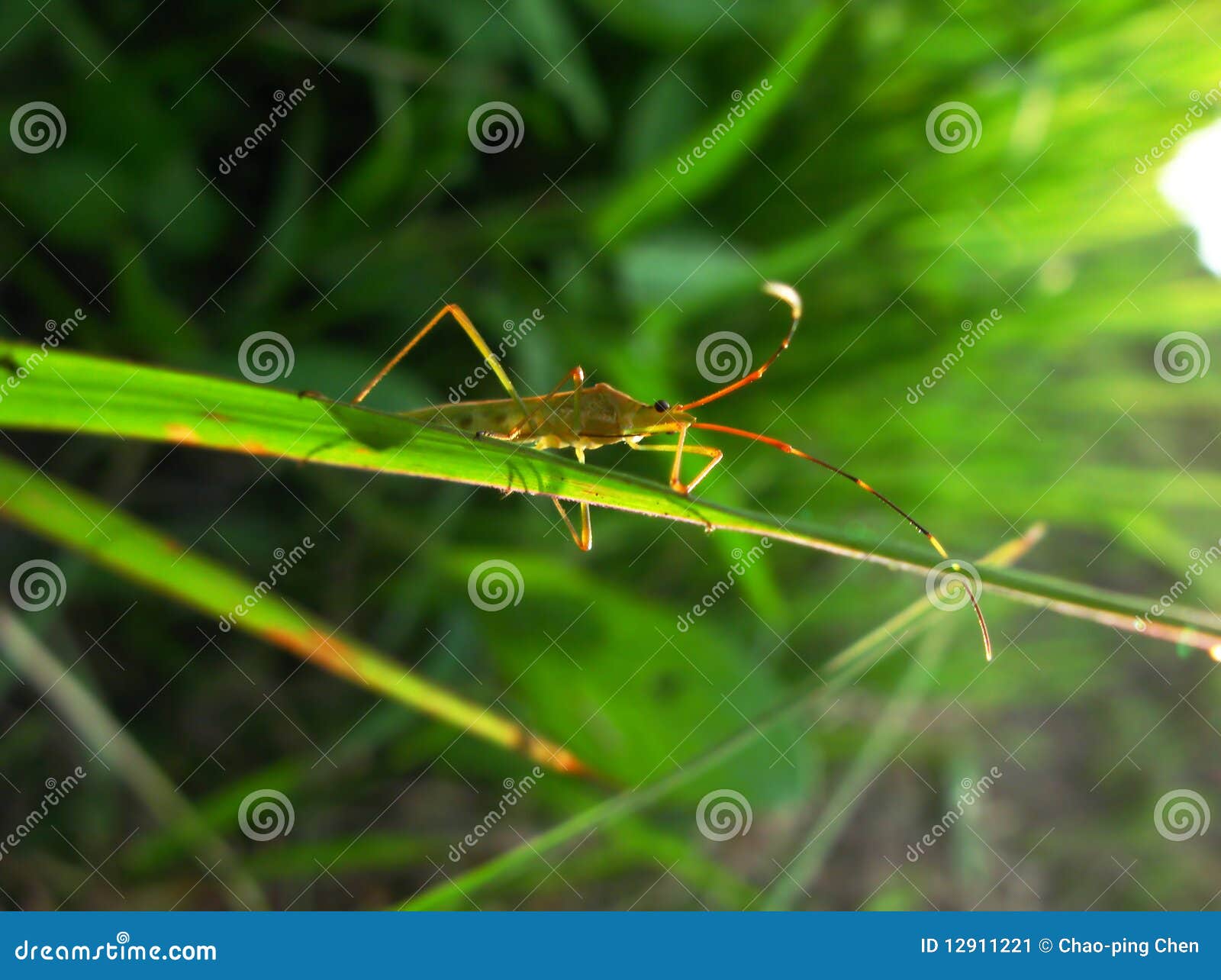 Warm stock image. Image of nature, animal, sunshine, insect - 12911221