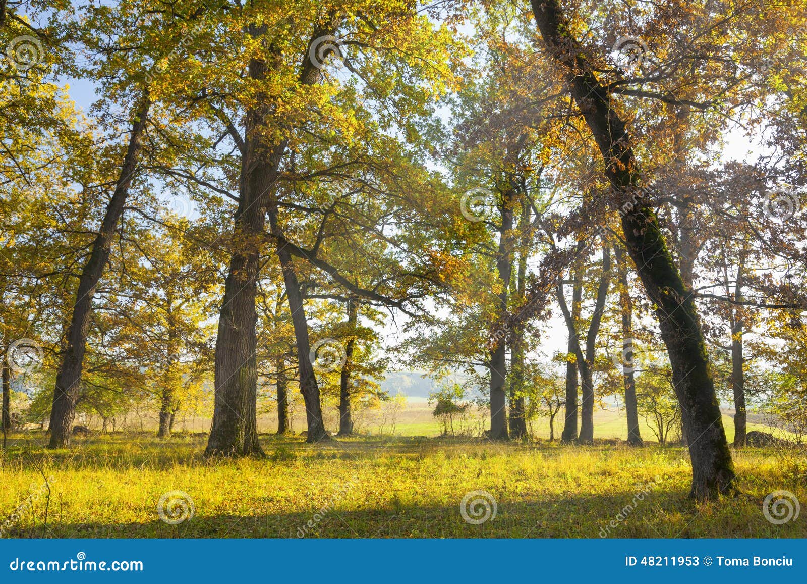 Warm Afternoon Light in a Forest during Autumn Stock Image - Image of ...