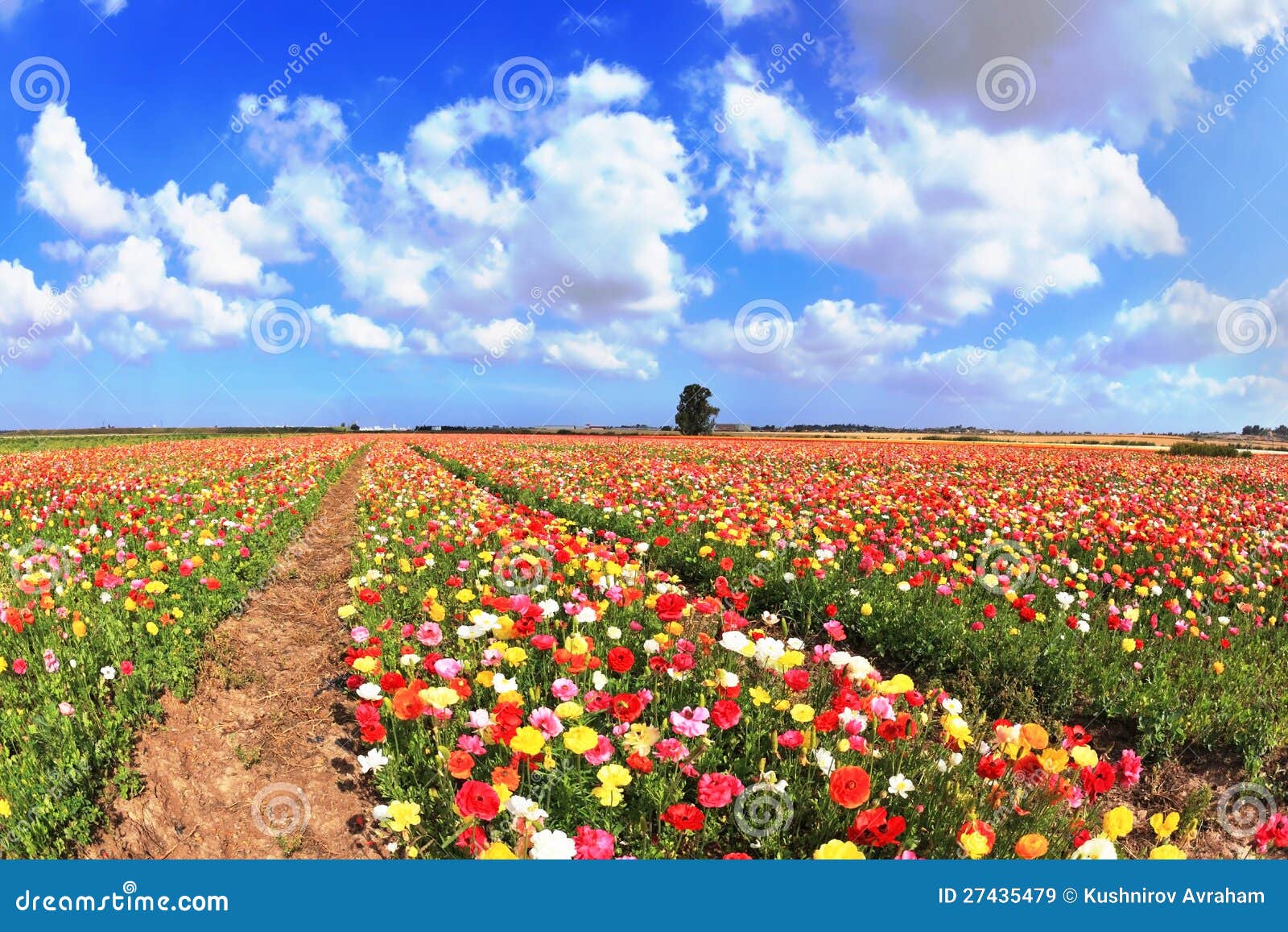 Warm April in the Hot South Stock Image - Image of plant, outdoors ...