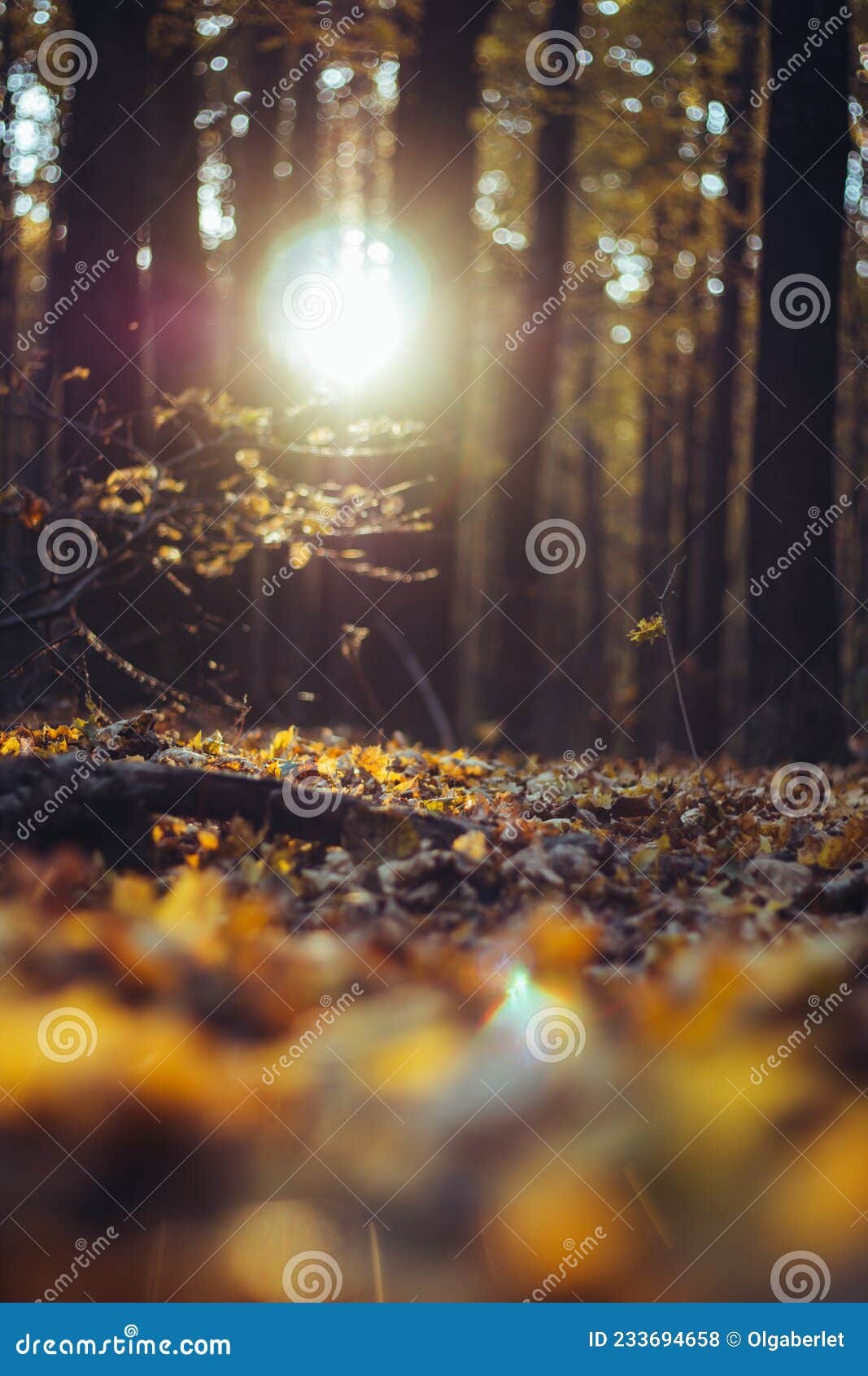 Warm Autumn Background from Autumn Leaves and Blurred Park. Stock Photo ...