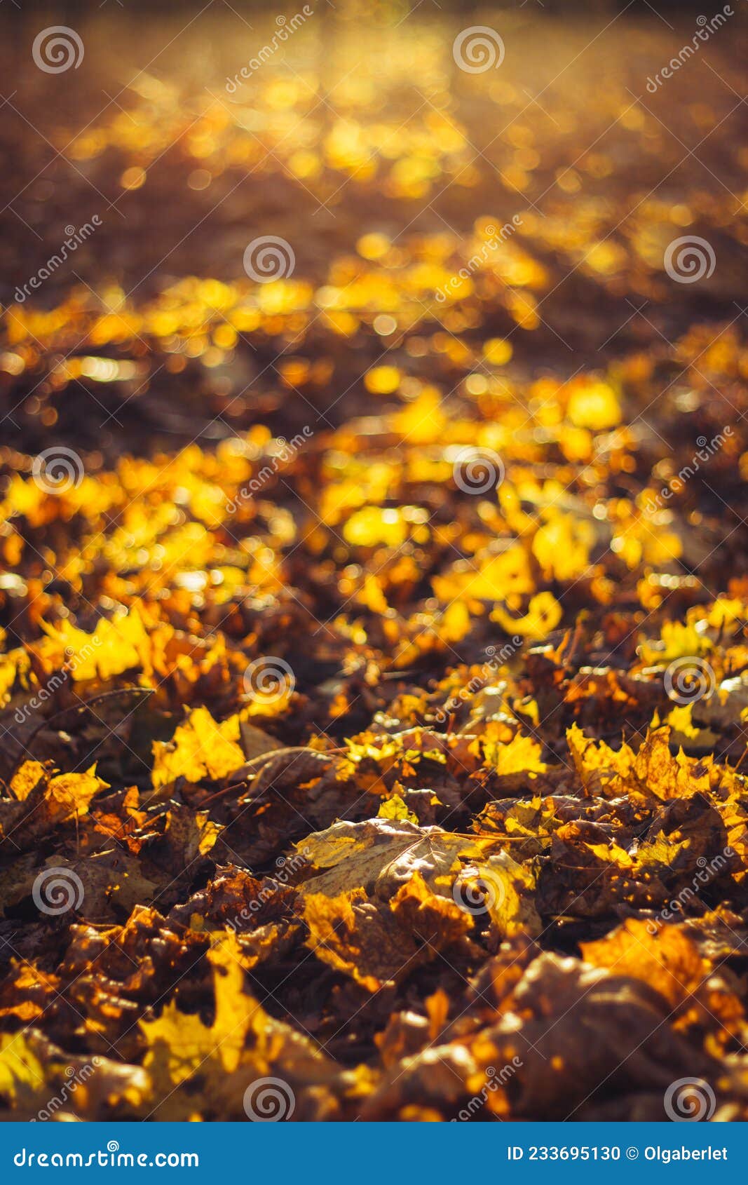 Warm Autumn Background from Autumn Leaves and Blurred Park. Stock Photo ...