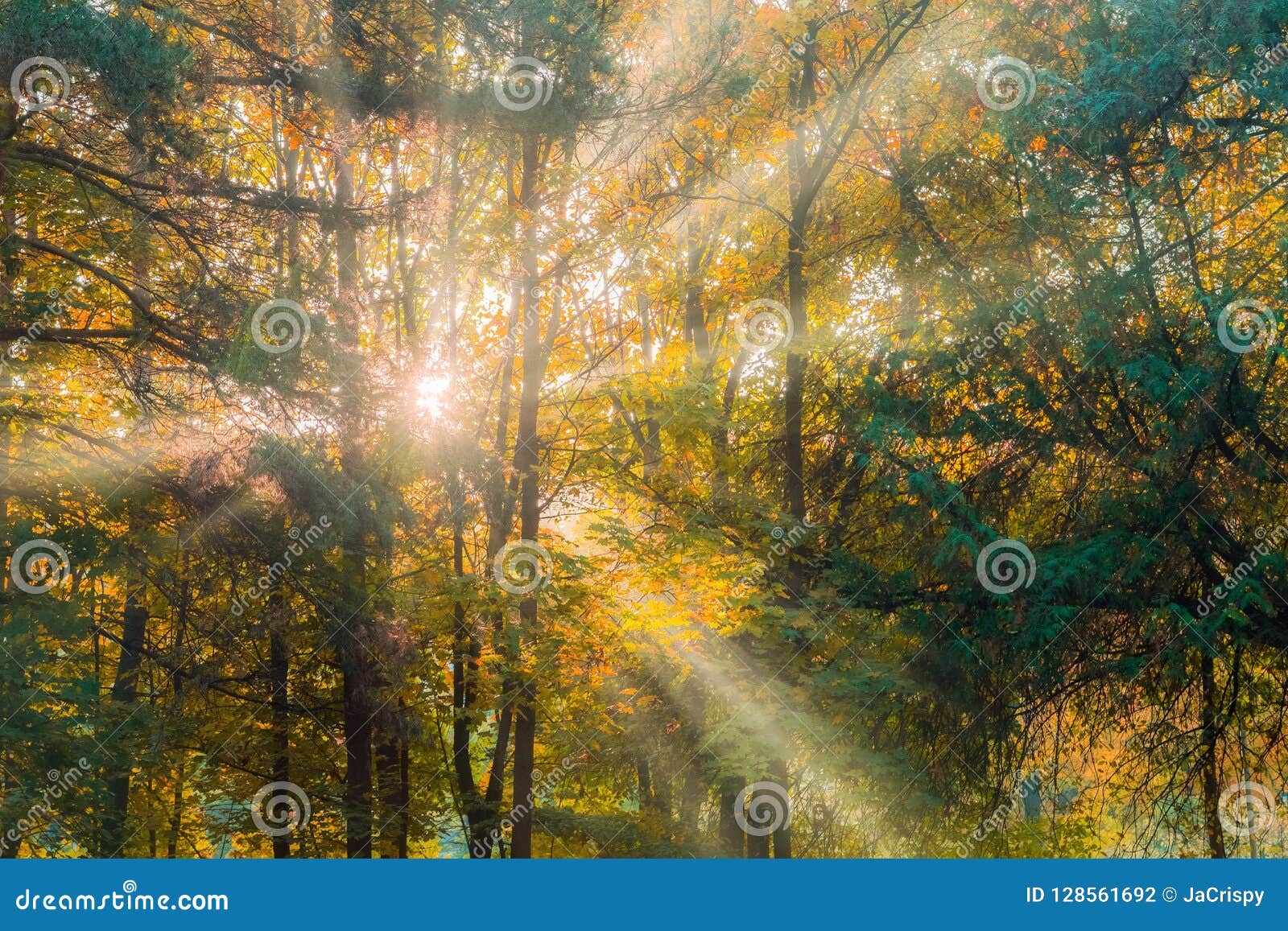 Warm Autumn Scenery in a Forest, with the Sun Casting Beautiful Stock ...