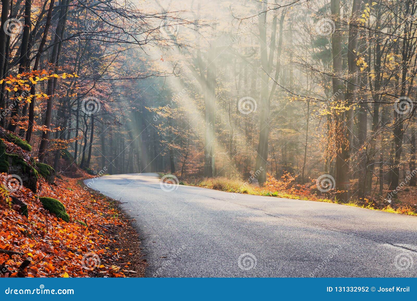 Warm Autumn Scenery in a Forest, with the Sun Casting Beautiful Rays of ...