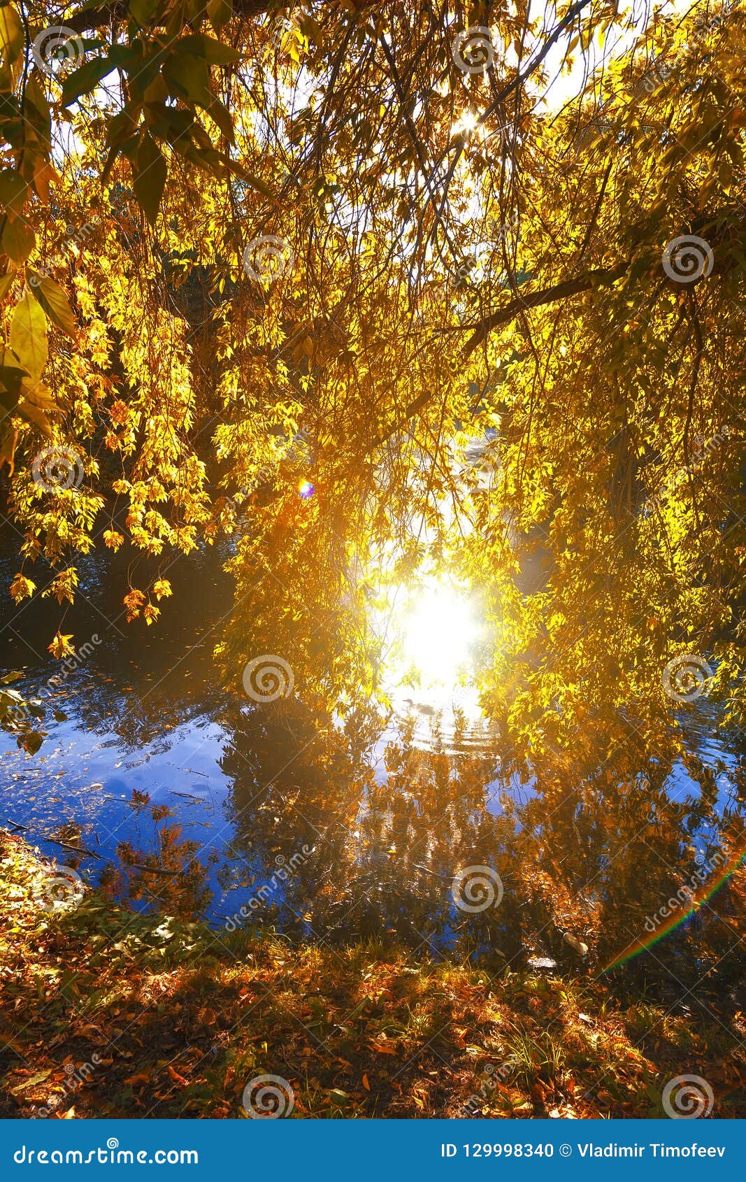 The Warm Autumn Sun Shining through the Golden Canopy of Tall Beech ...
