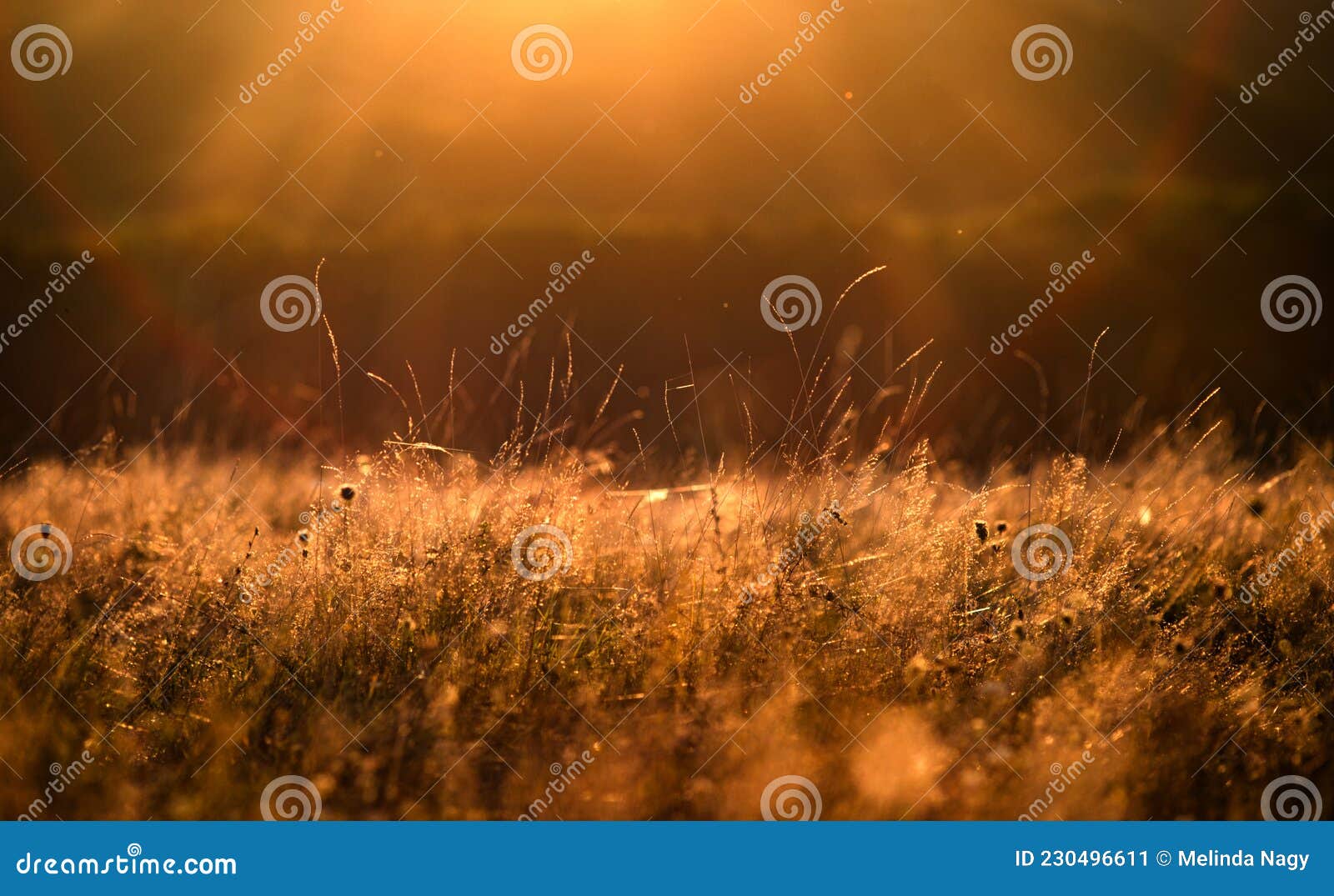 Warm Autumn Sunset Nature Background Stock Image - Image of scene ...