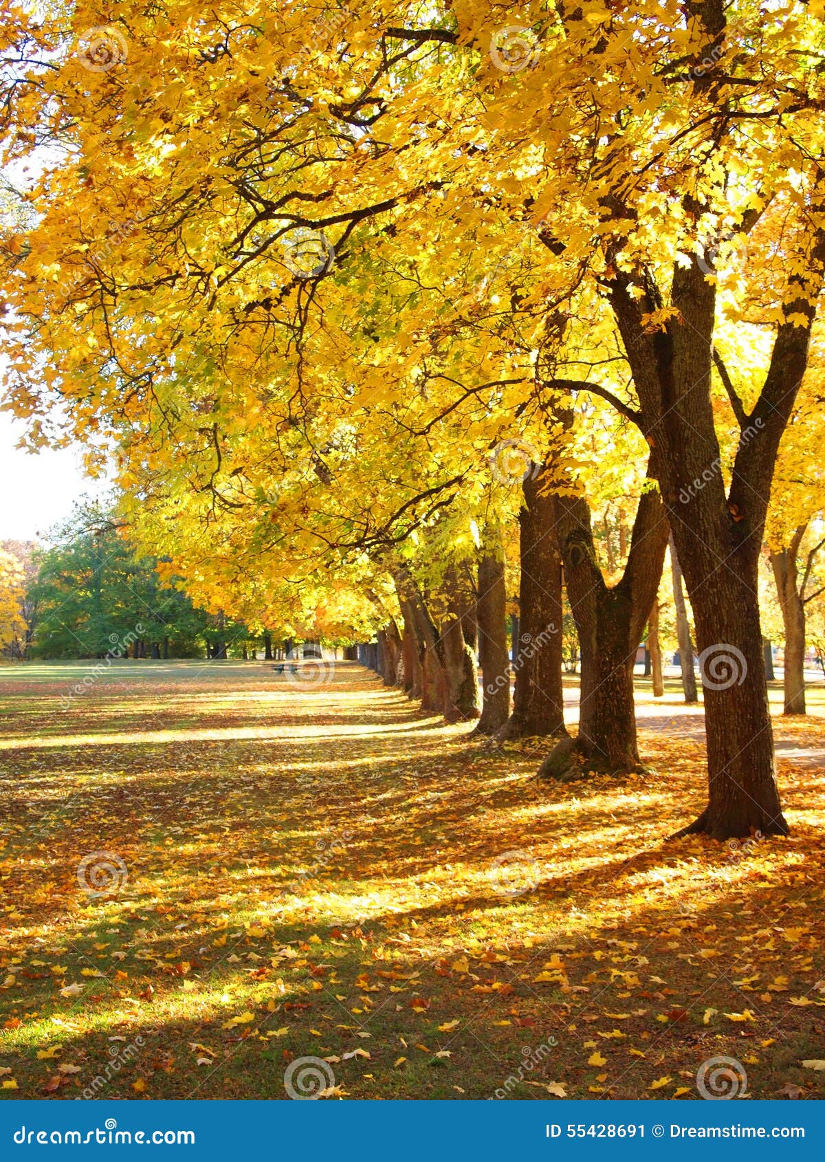 Warm autumn stock image. Image of shadow, yellow, sunshine - 55428691