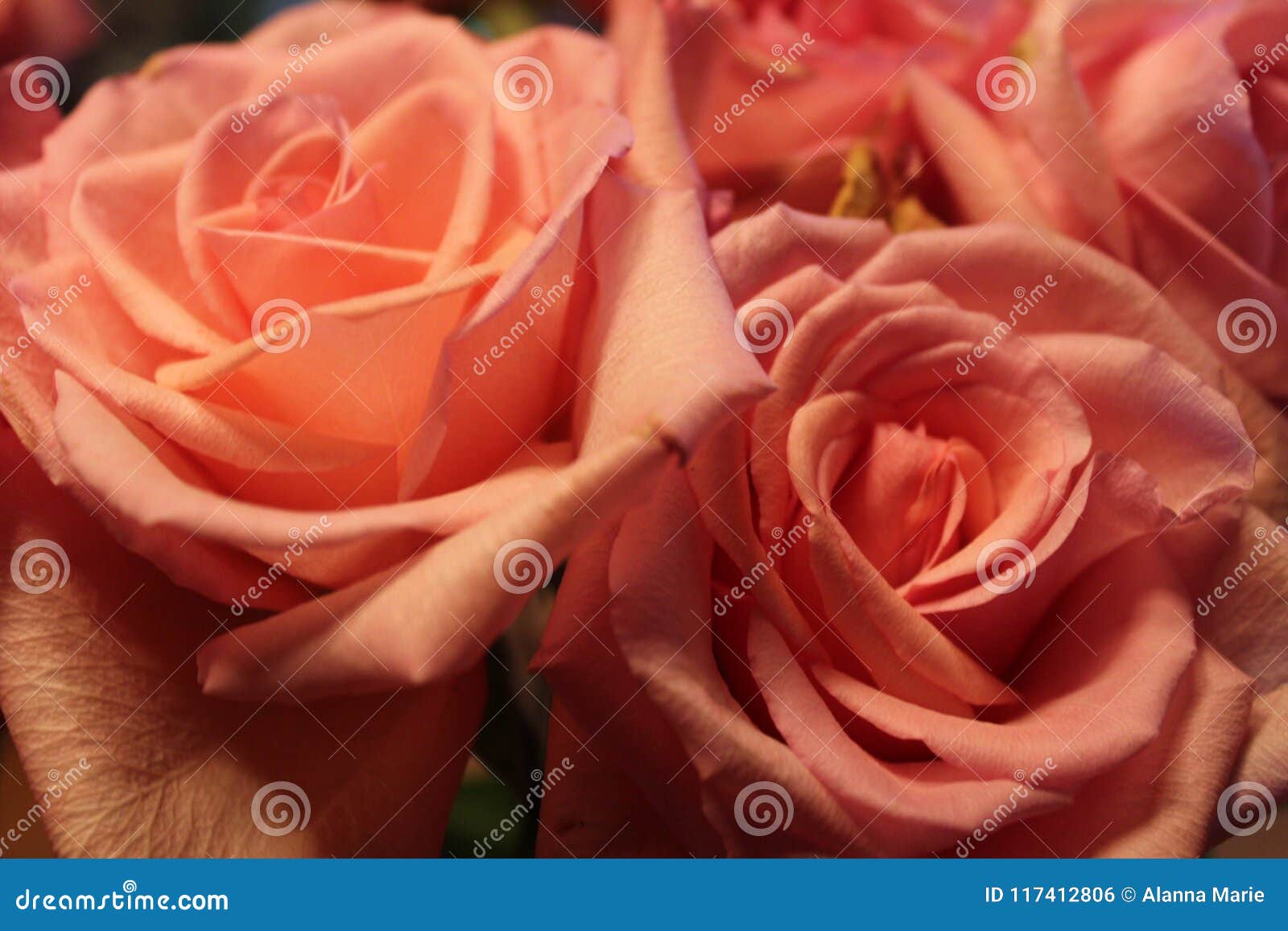 Blush roses stock photo. Image of pink, full, bloom - 117412806