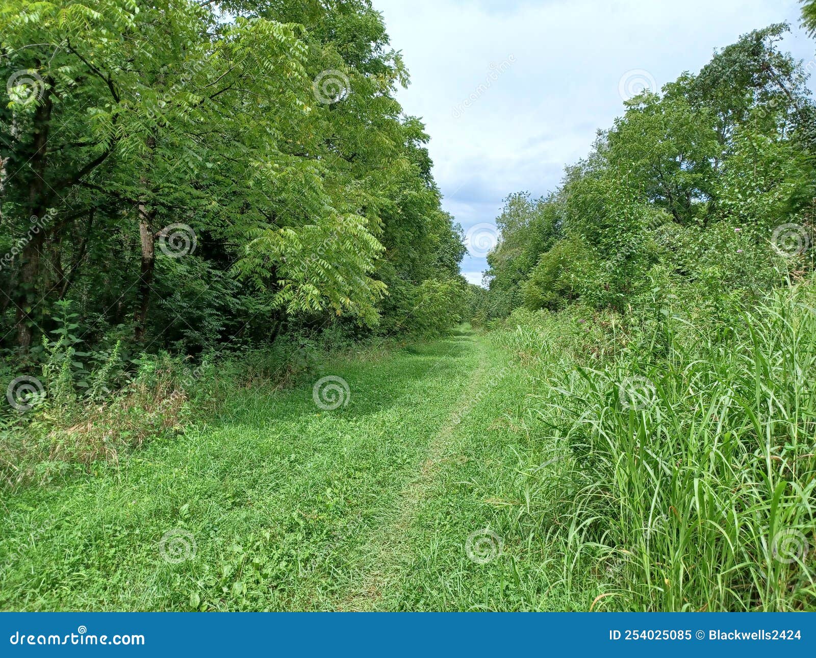 Scenic Path through the Forest Stock Image - Image of vegetation, lawn ...