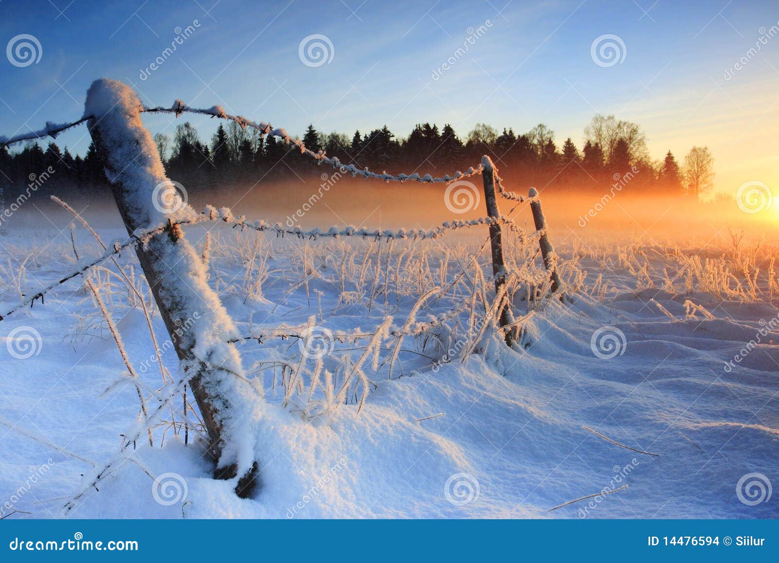 Cold Winter With Songbird, Detail Head Portrait. Bird Tree Sparrow ...