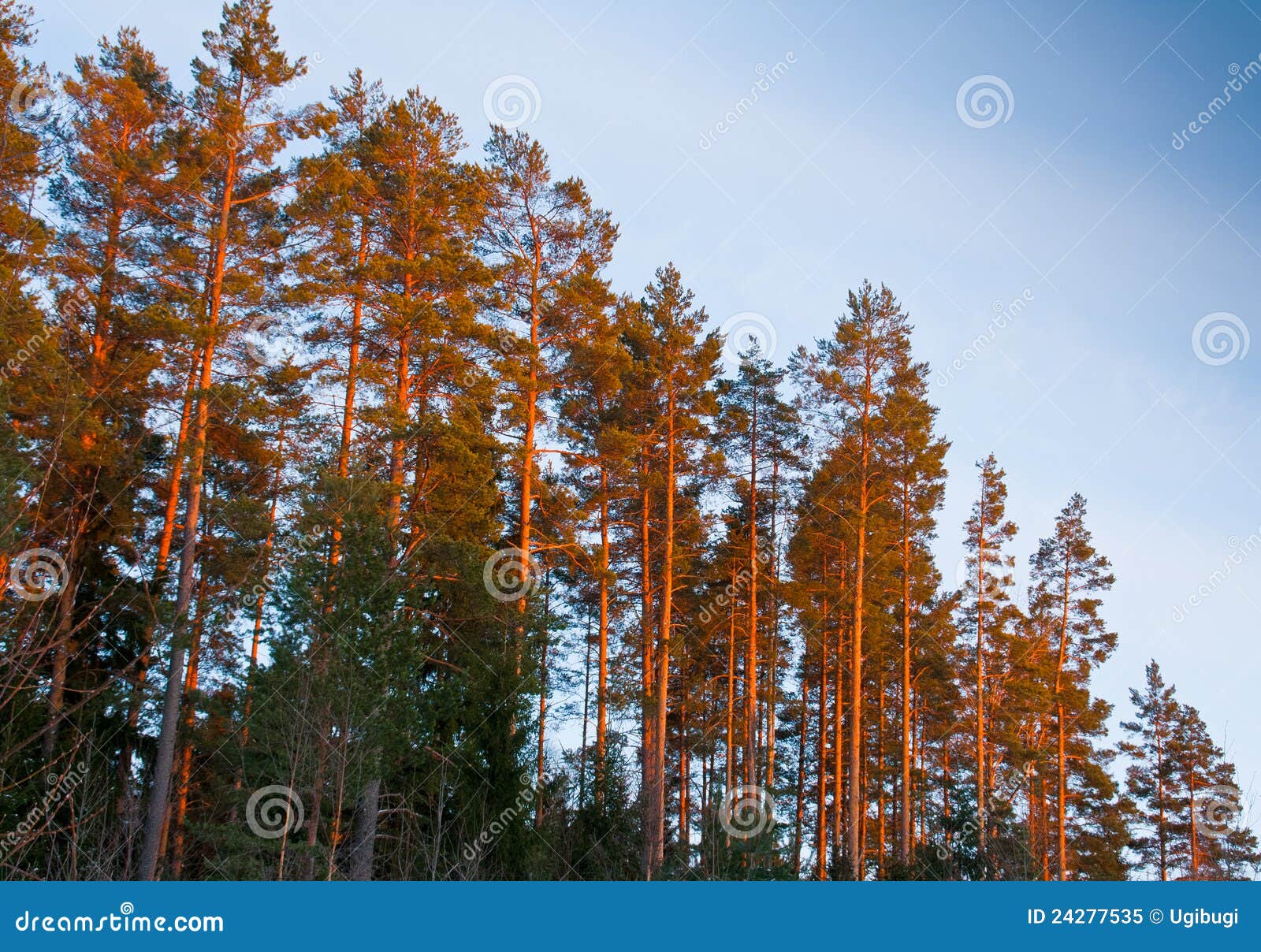Warm coloured trees stock image. Image of clouds, sunset - 24277535
