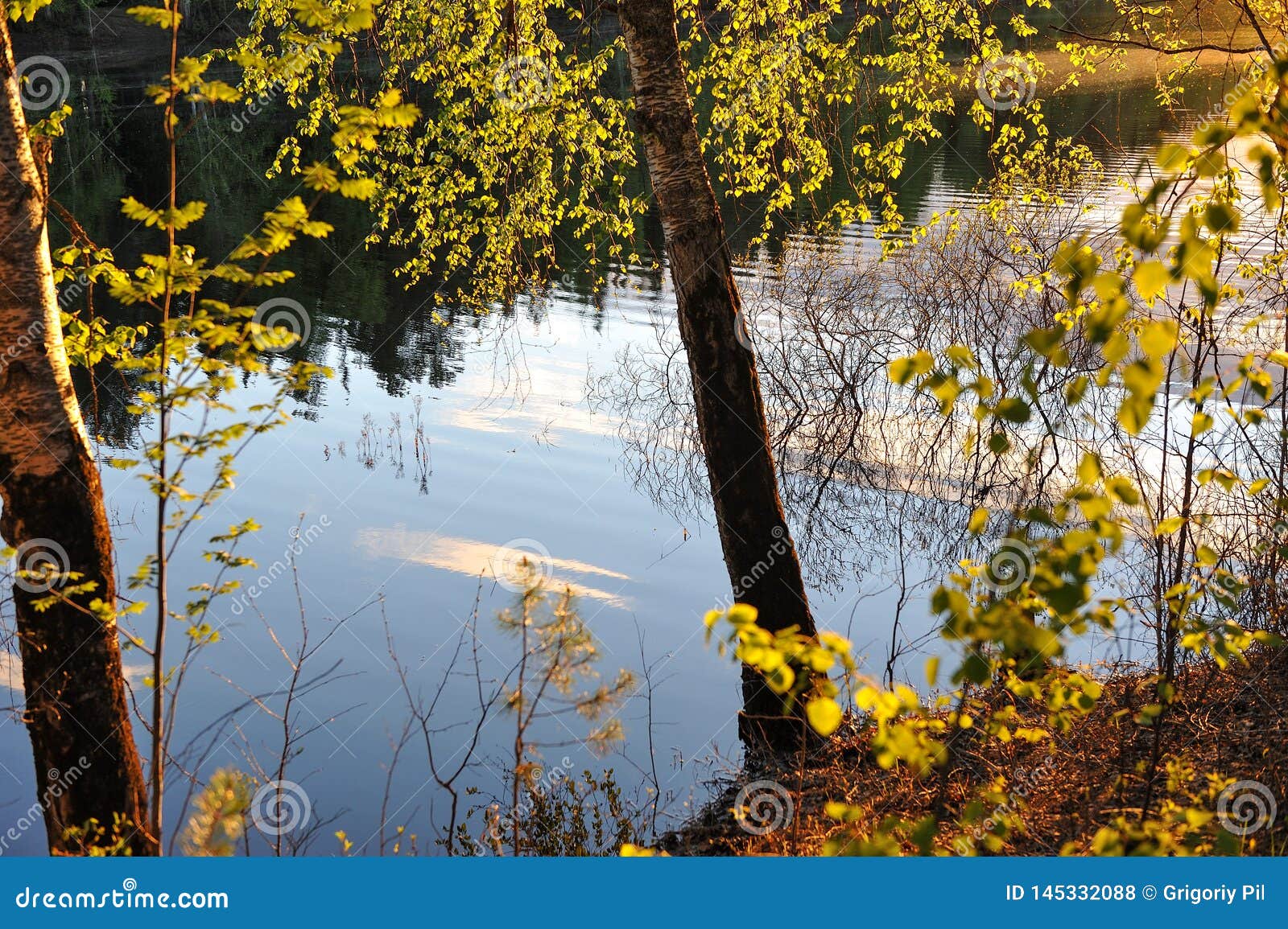 Warm sunlight on the trees stock photo. Image of landscape - 145332088