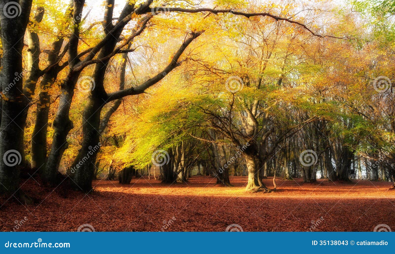 Warm magic woods stock image. Image of yellow, colors - 35138043