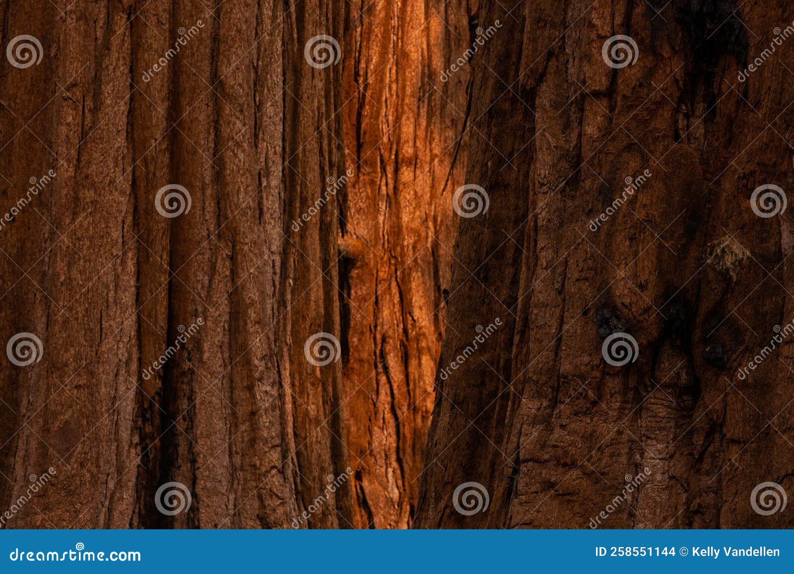 Warm Morning Light and Burn Marks on Layers of Sequoia Tree Bark Stock ...