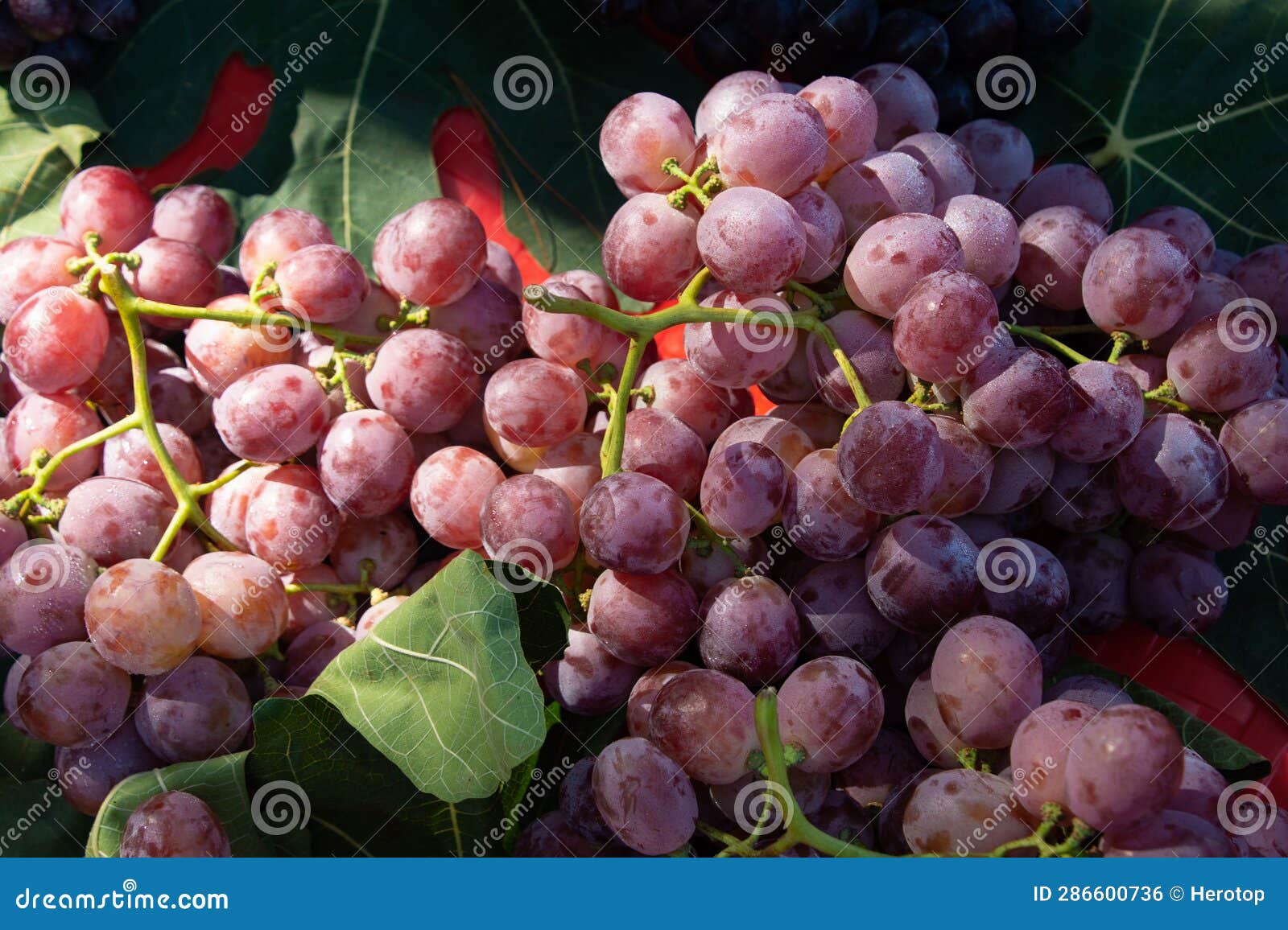 Fresh grapes. stock photo. Image of food, close, purple - 286600736