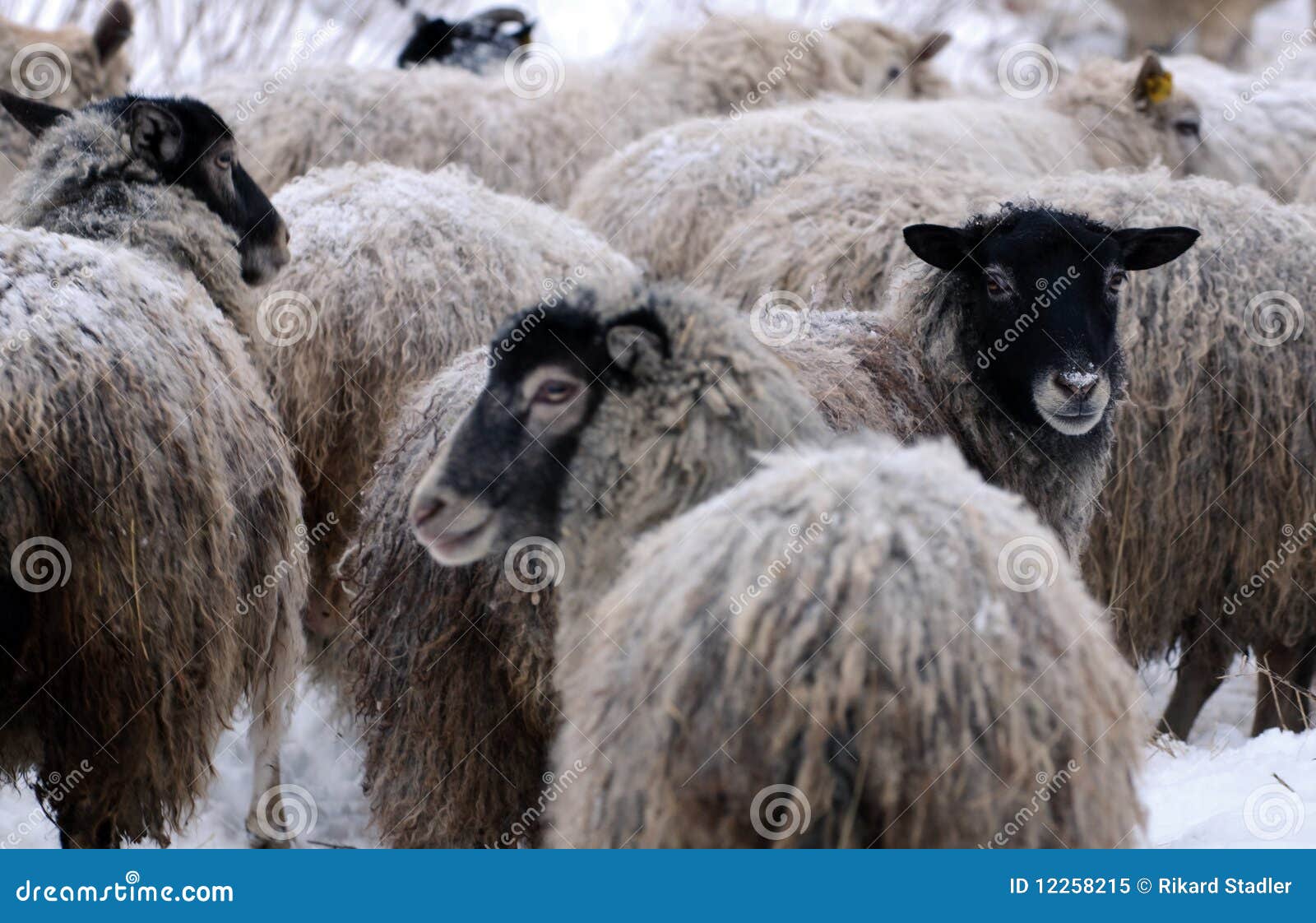 Warm Sheep in the Winter Cold Stock Image - Image of gaze, animal: 12258215