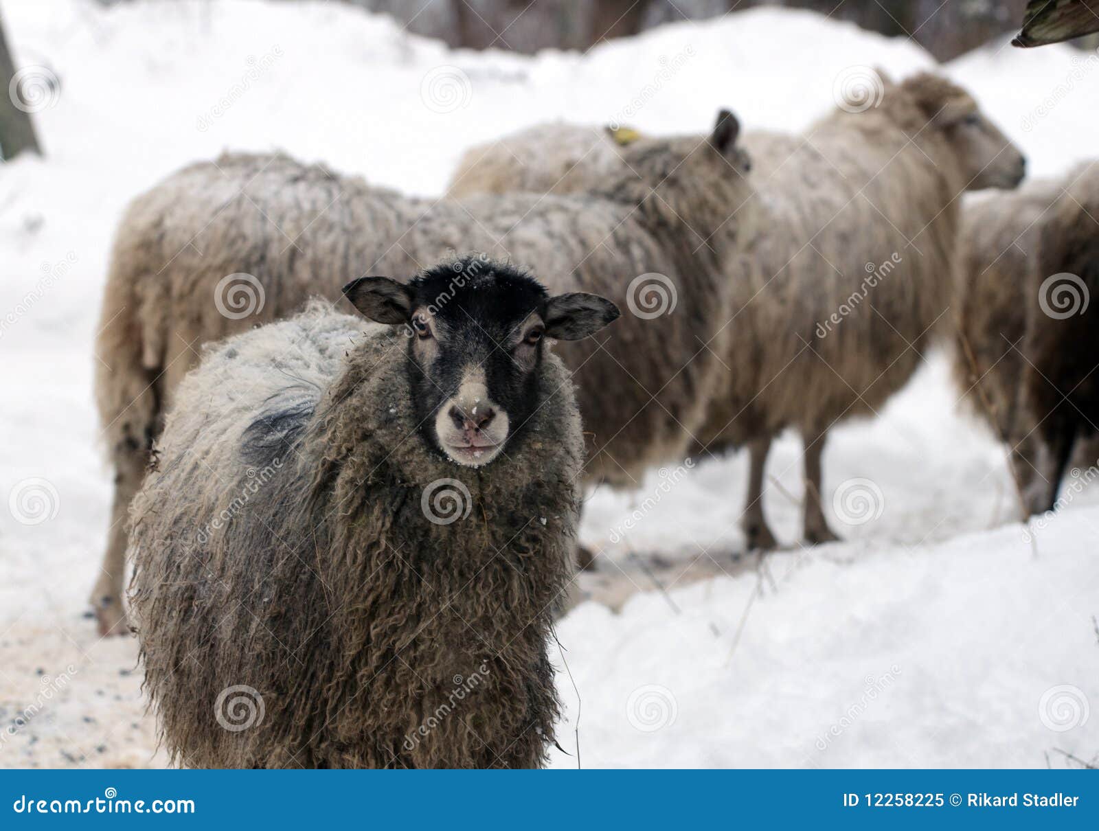 Warm Sheep in the Winter Cold Stock Image - Image of cold, mutton: 12258225