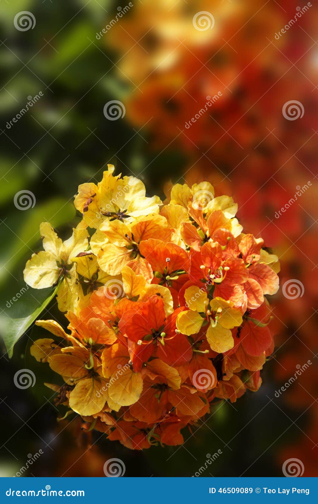 Warm splendid flowers stock image. Image of blooming - 46509089